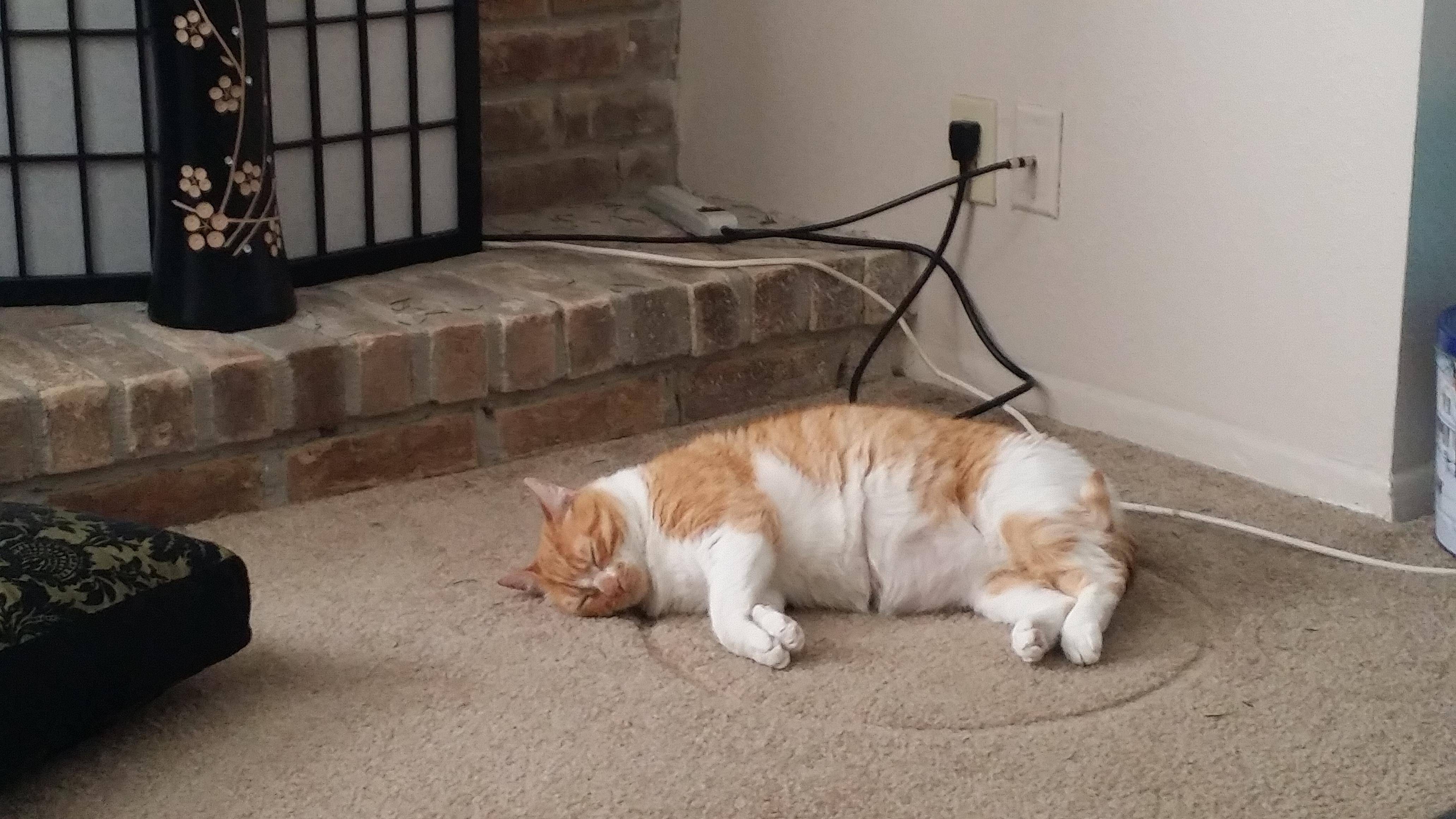 Post Christmas tree cat circle. | Scrolller