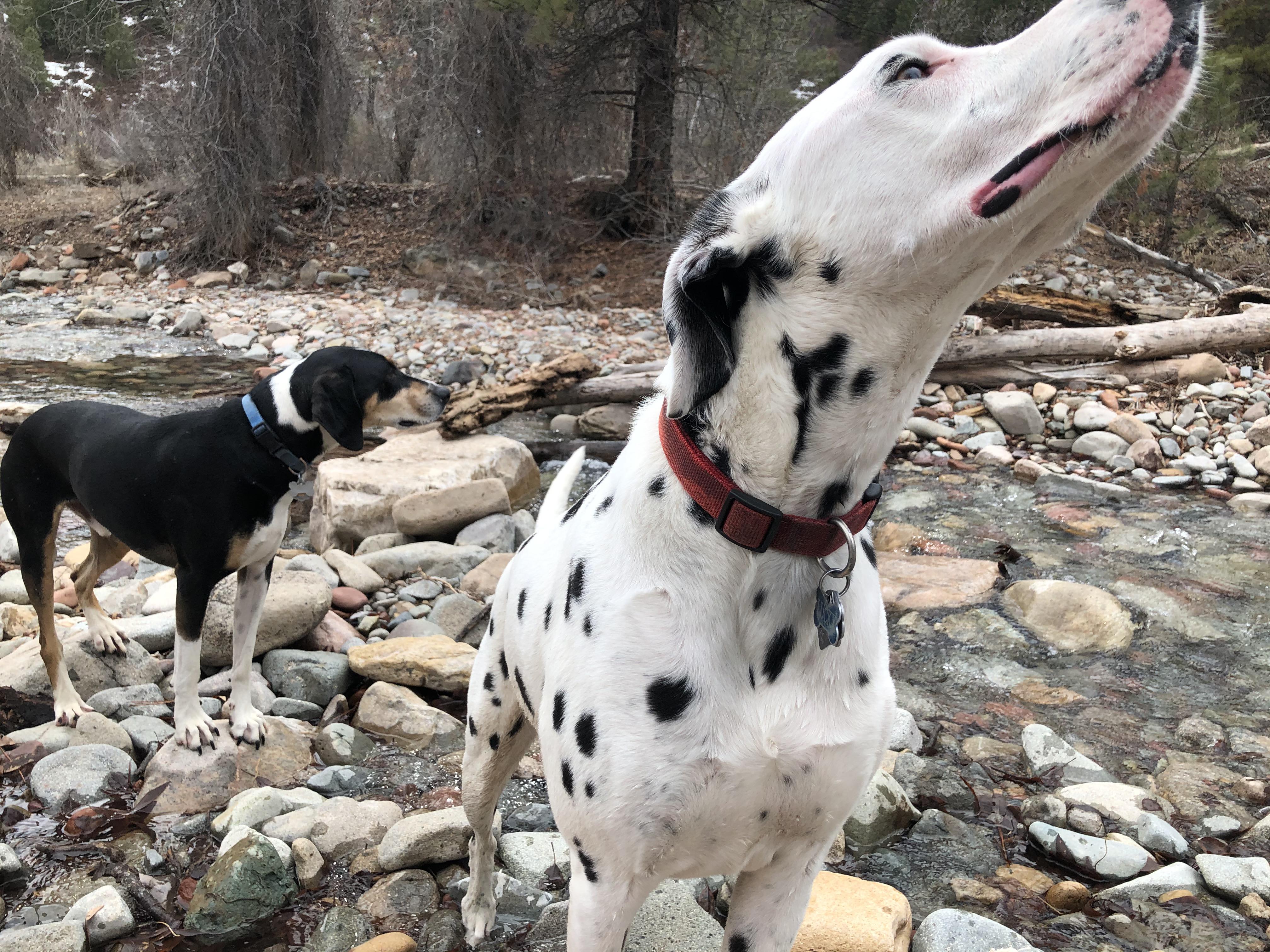 Post run in the stream with the boys! | Scrolller