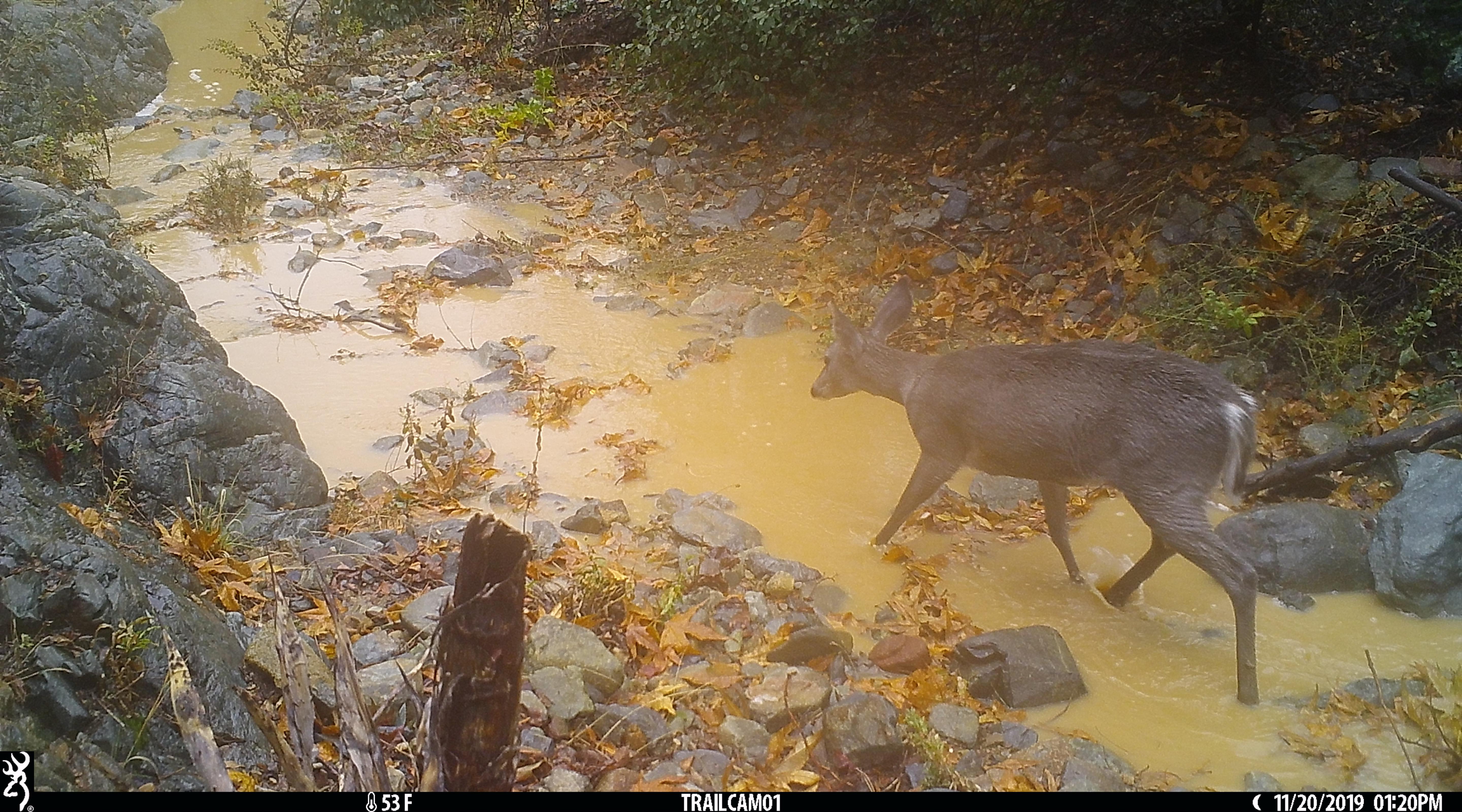 Post-storm doe | Scrolller