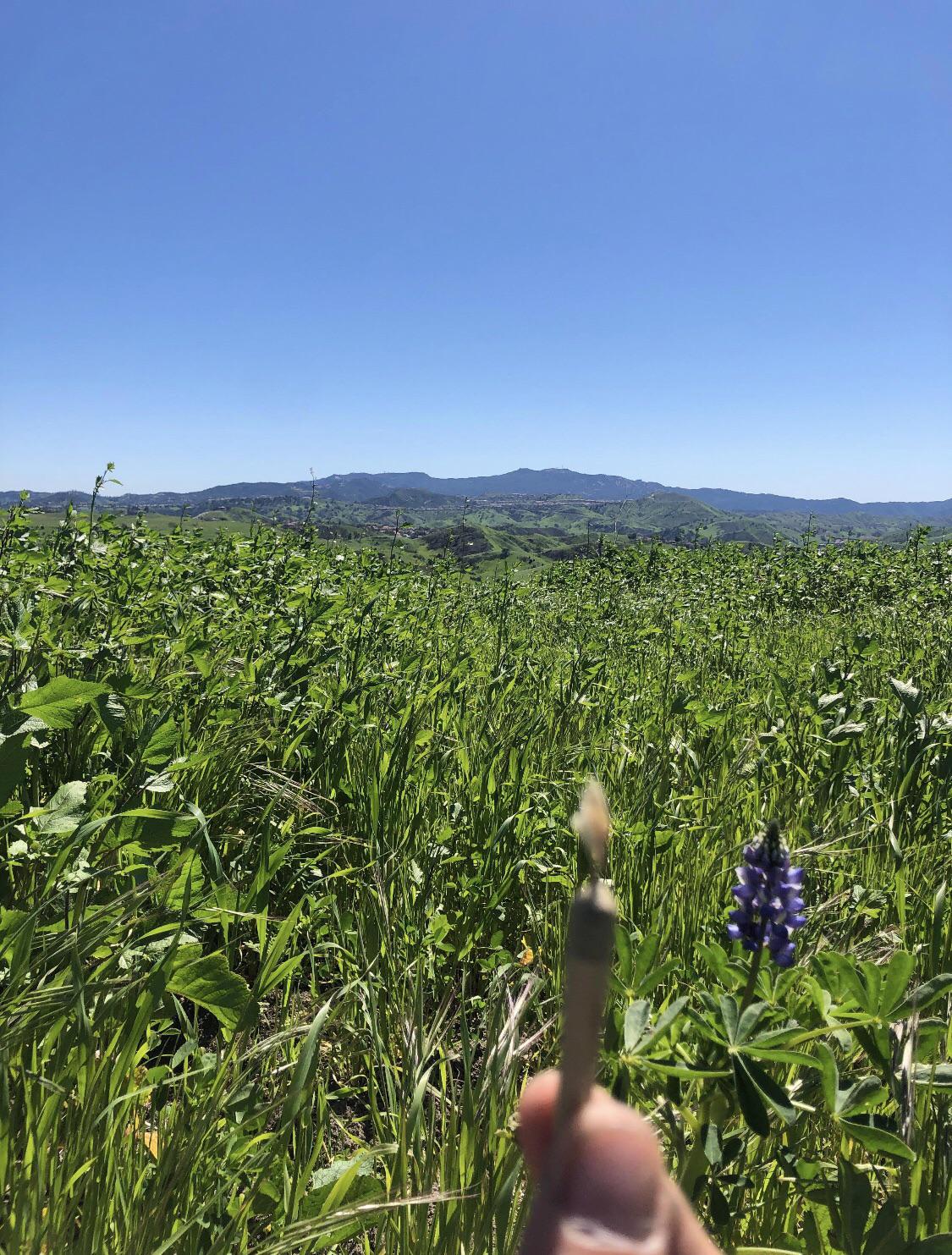 Post-Woolsey Fire. Amazing how the landscape resiles after so much destruction | Scrolller