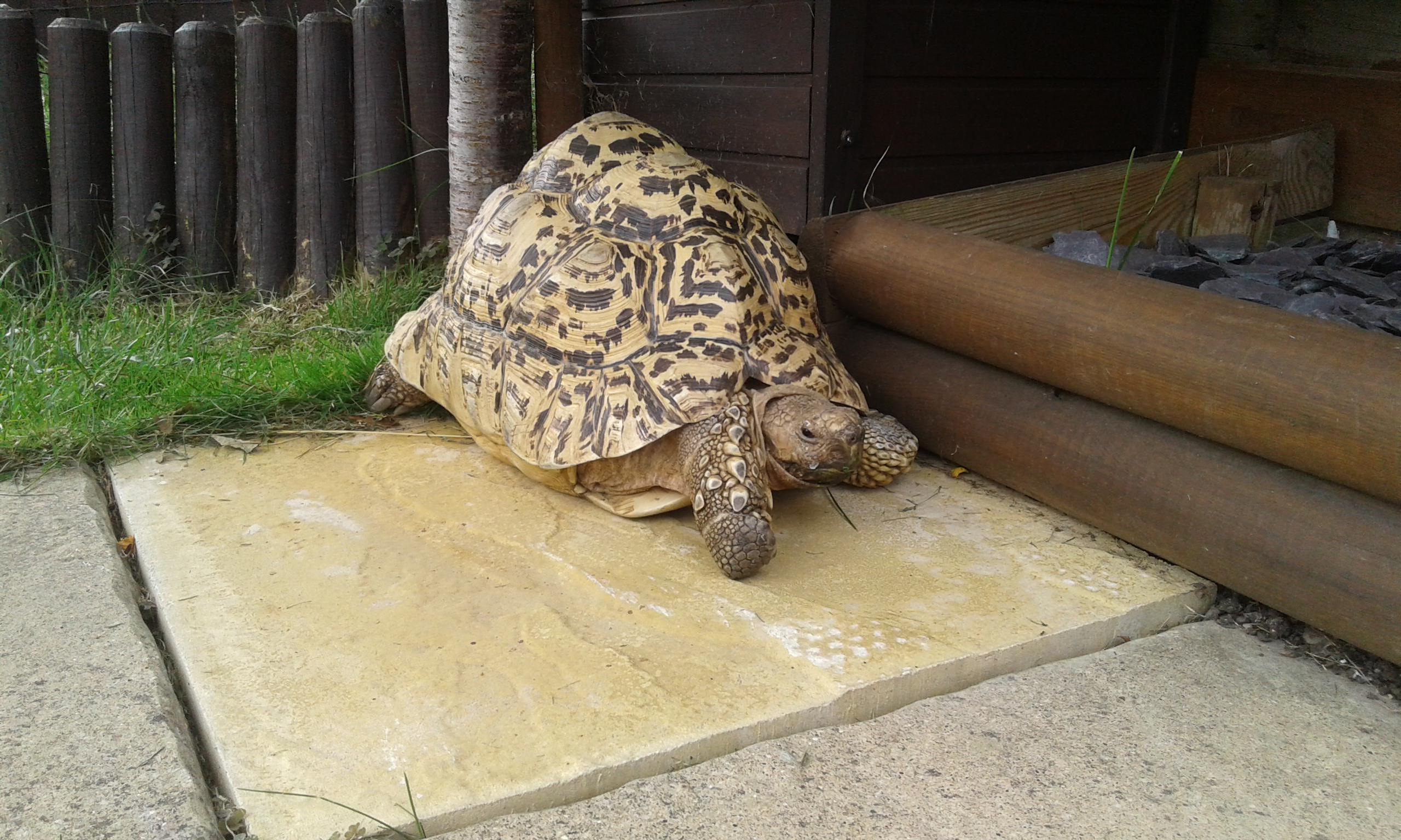 Posting a picture of my tortoises every day #5 - Sunny the Leopard, biggest of them all! | Scrolller