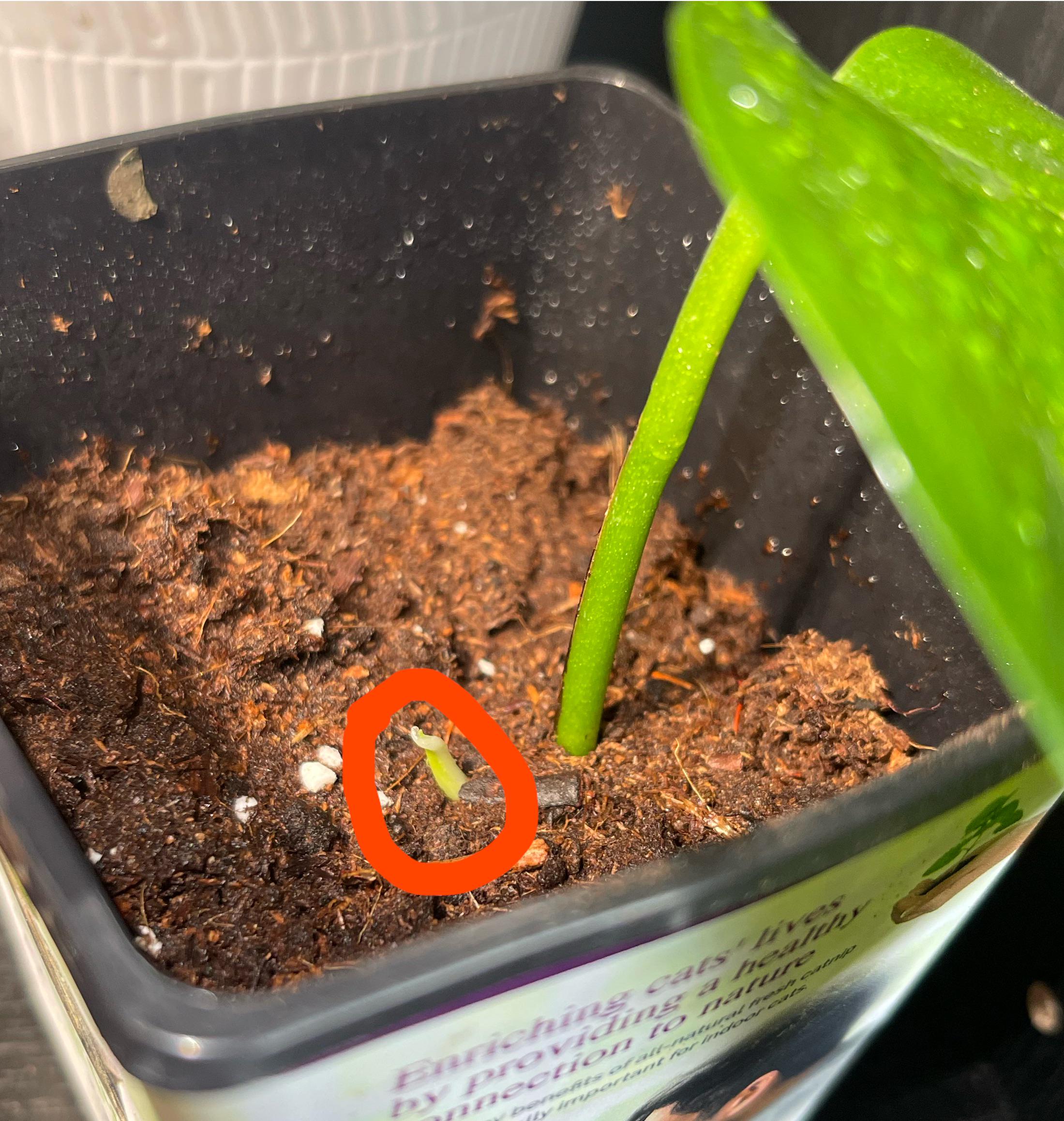 Pothos success | Scrolller