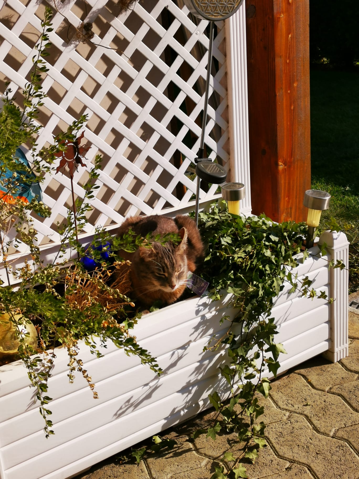 Potted jasper cat | Scrolller