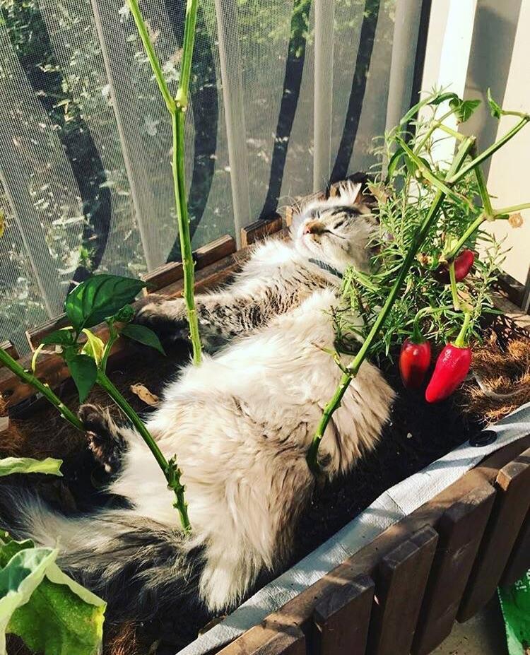 Potted peppercat anyone? | Scrolller