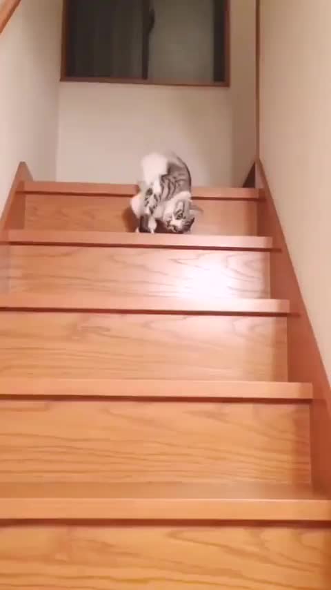 pouring down the steps | Scrolller