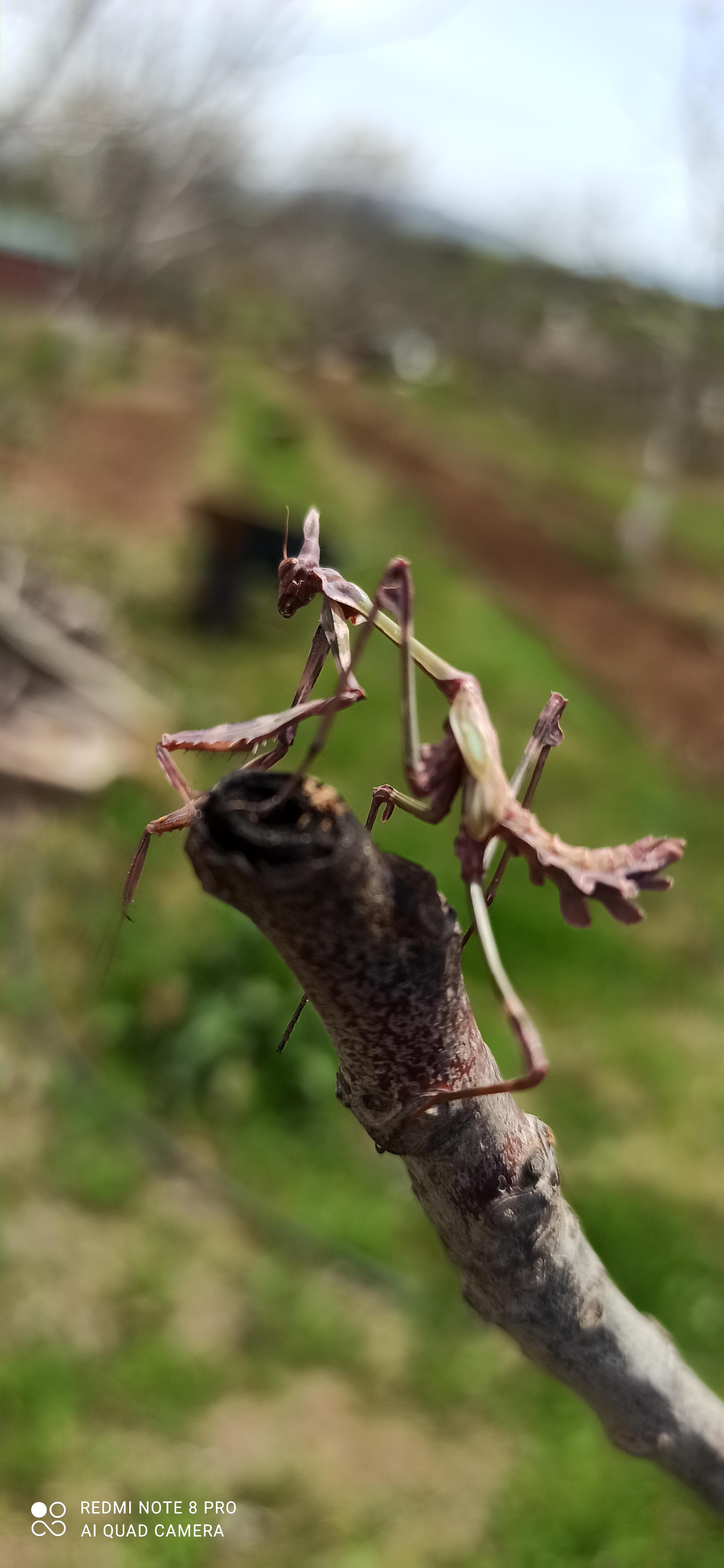 Praying mantis | Scrolller