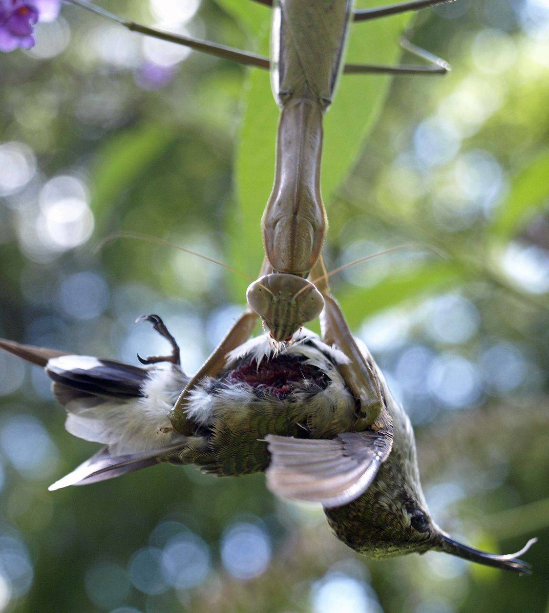 Praying Mantis eating a hummingbird | Scrolller