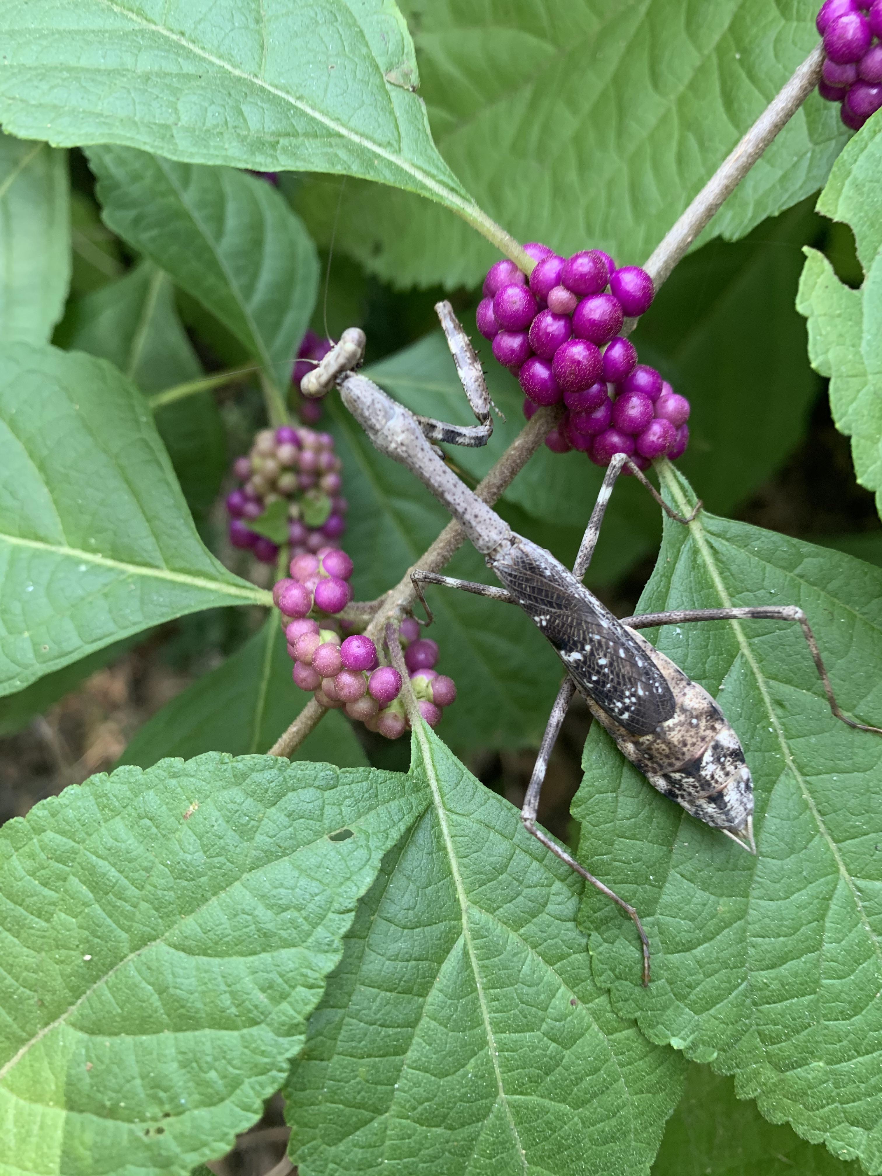 Praying mantis on American beauty berry 😍 | Scrolller