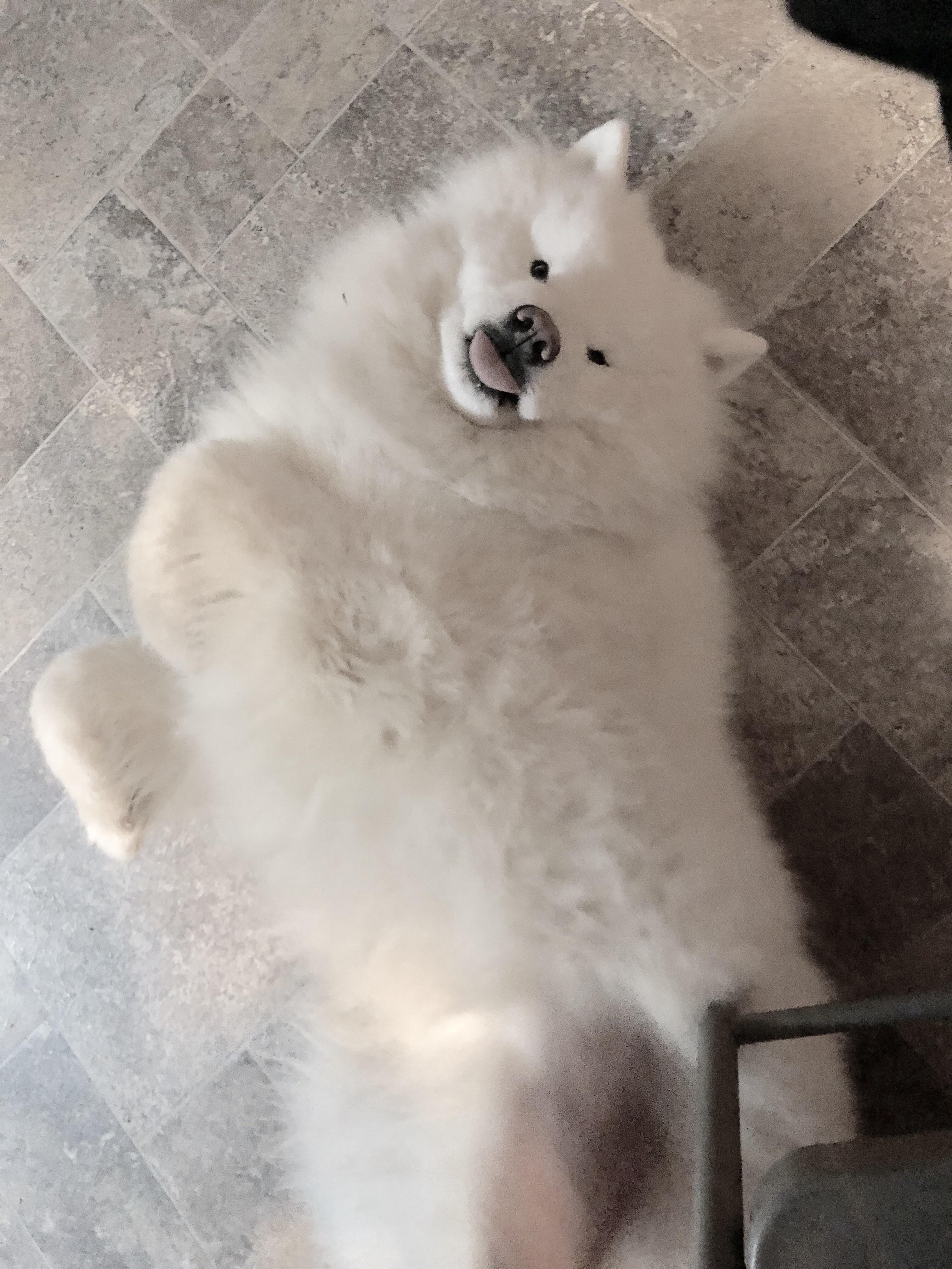 Precious owner could not take care of him anymore because of his separation anxiety so now he’s ...