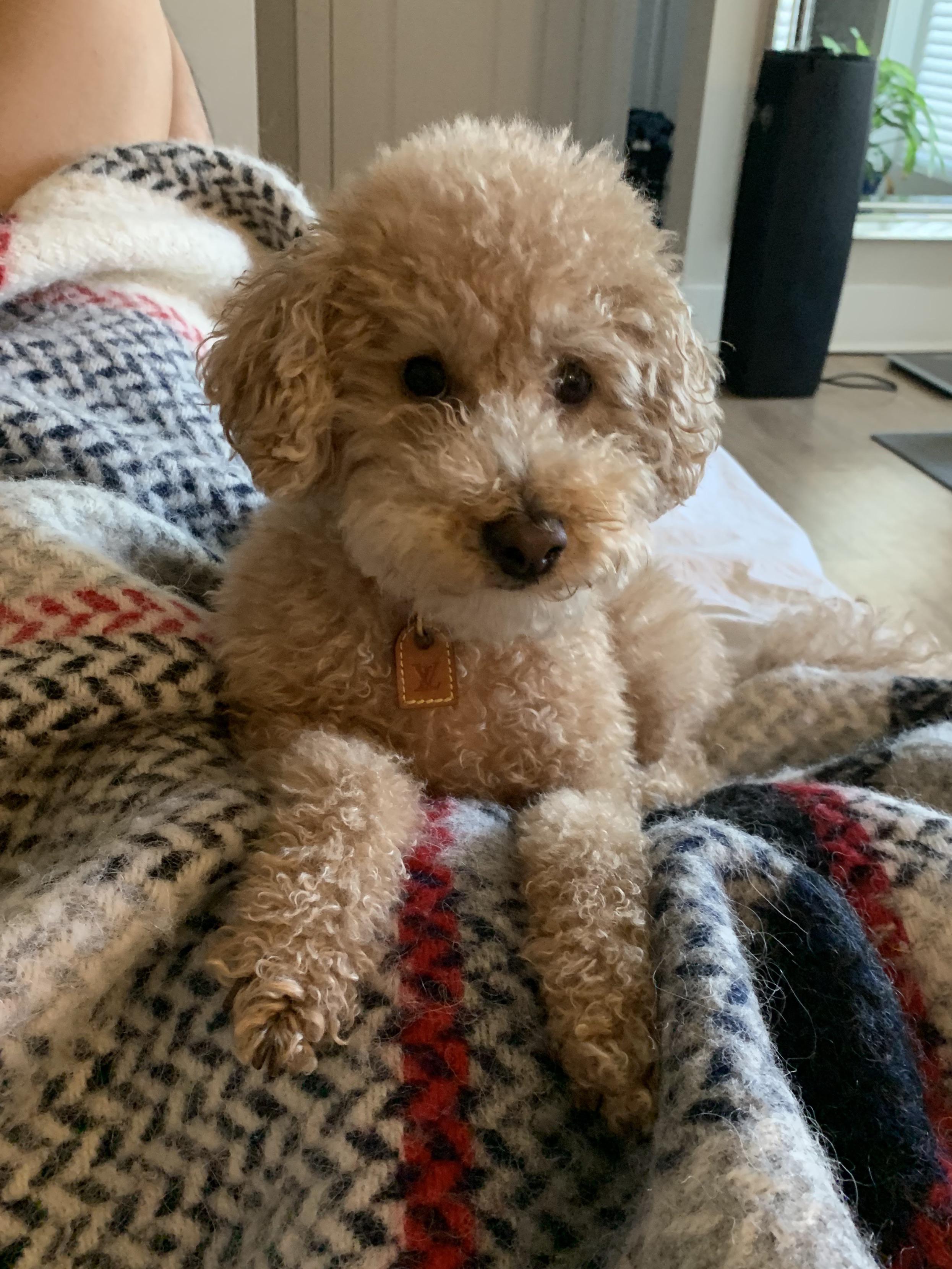 Pretty boy Ollie😗 | Scrolller