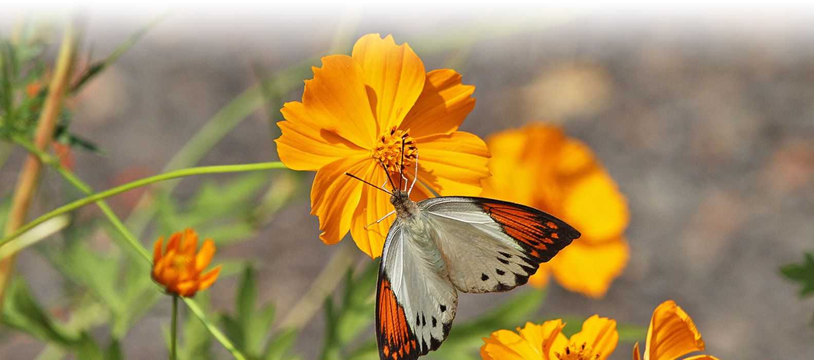 Pretty butterfly | Scrolller