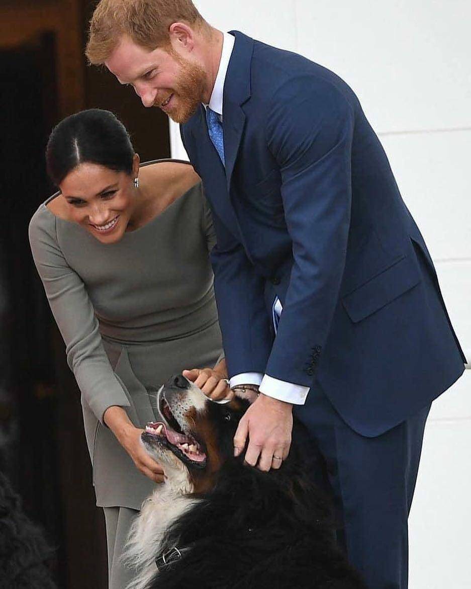 Prince Henry and Meghan Markle meet the President of Ireland's Berner named Bród | Scrolller