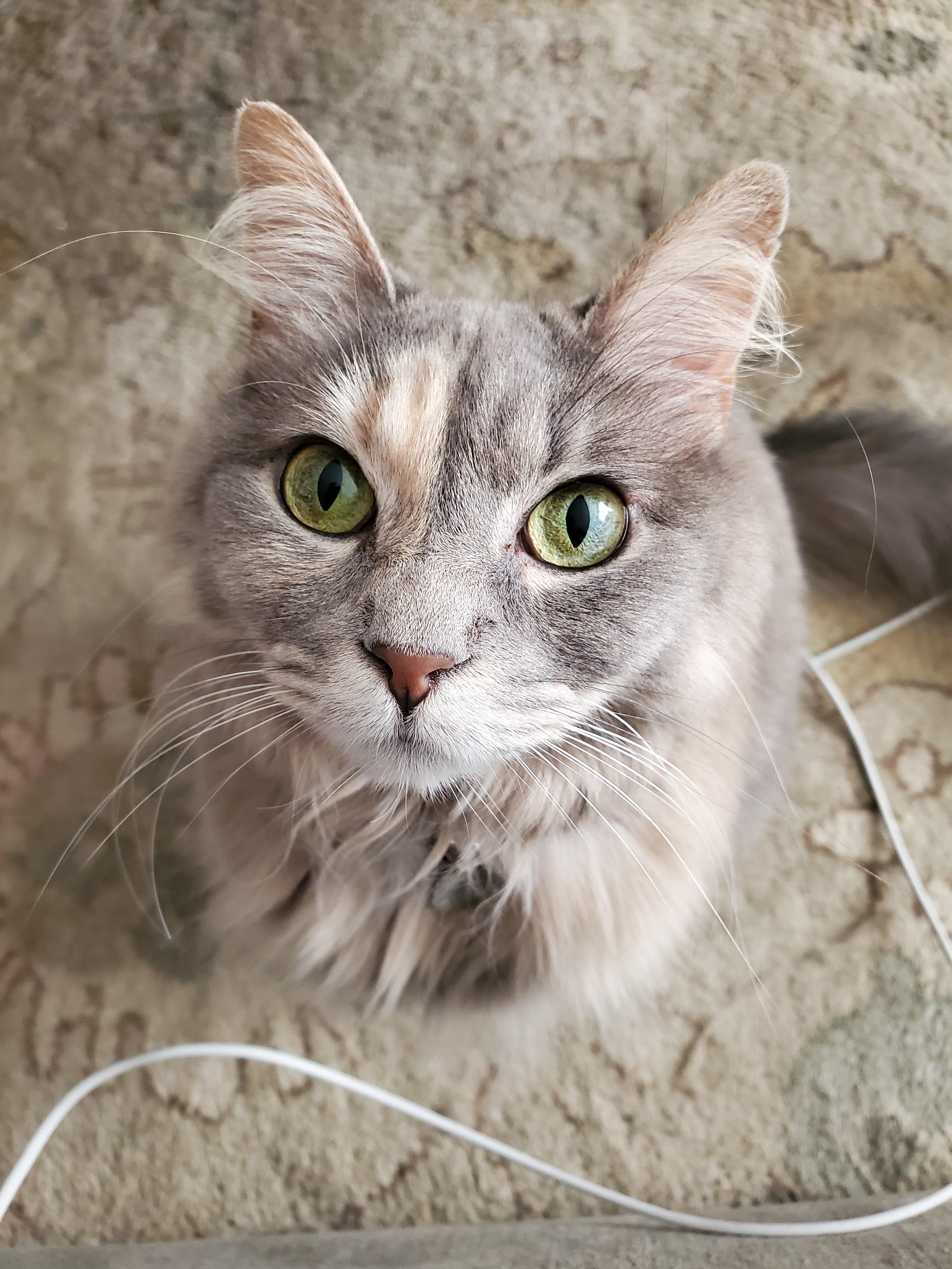 "Princess Kitty" begs for attention | Scrolller