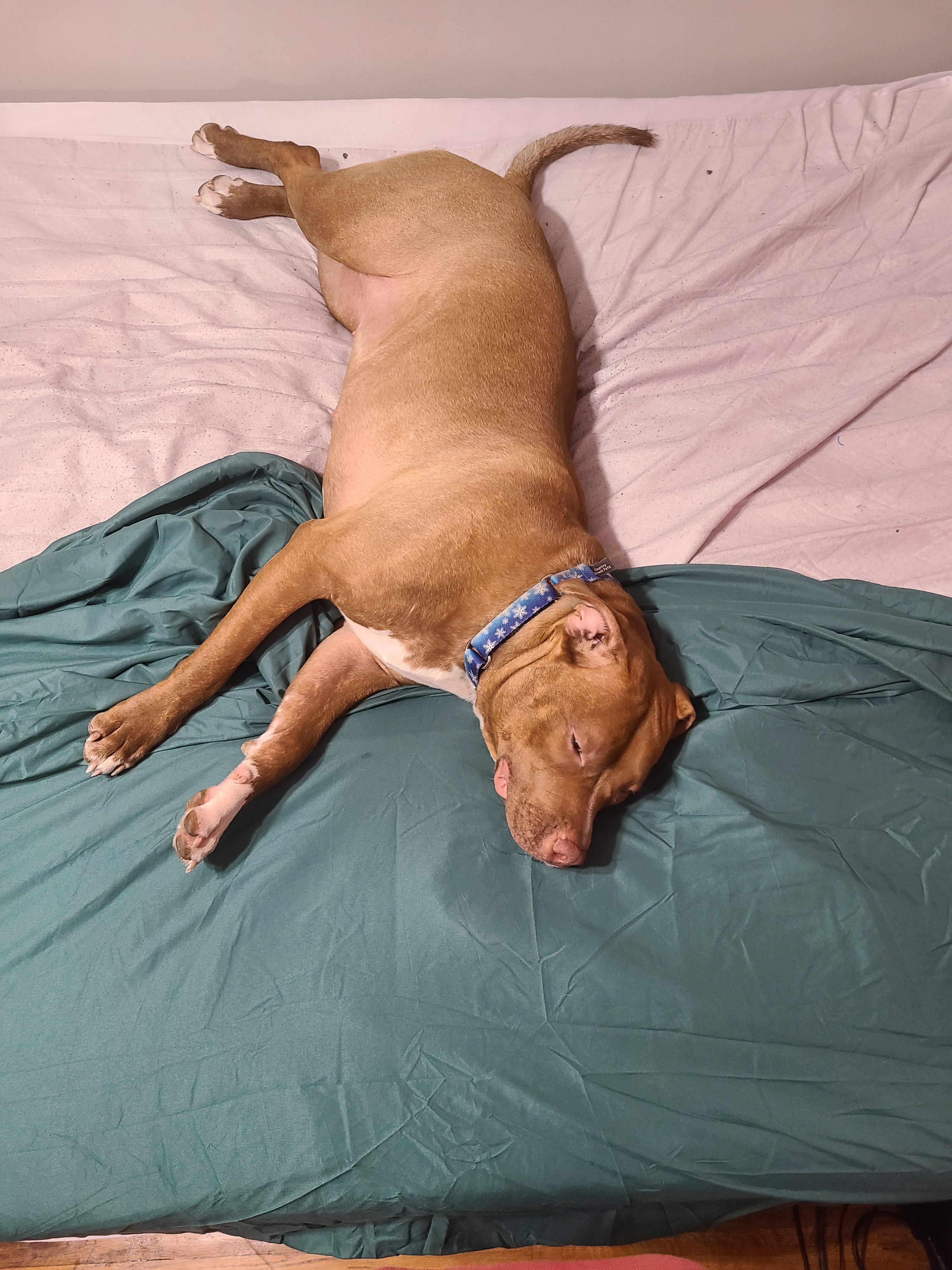 Princess Nova the bed hog | Scrolller