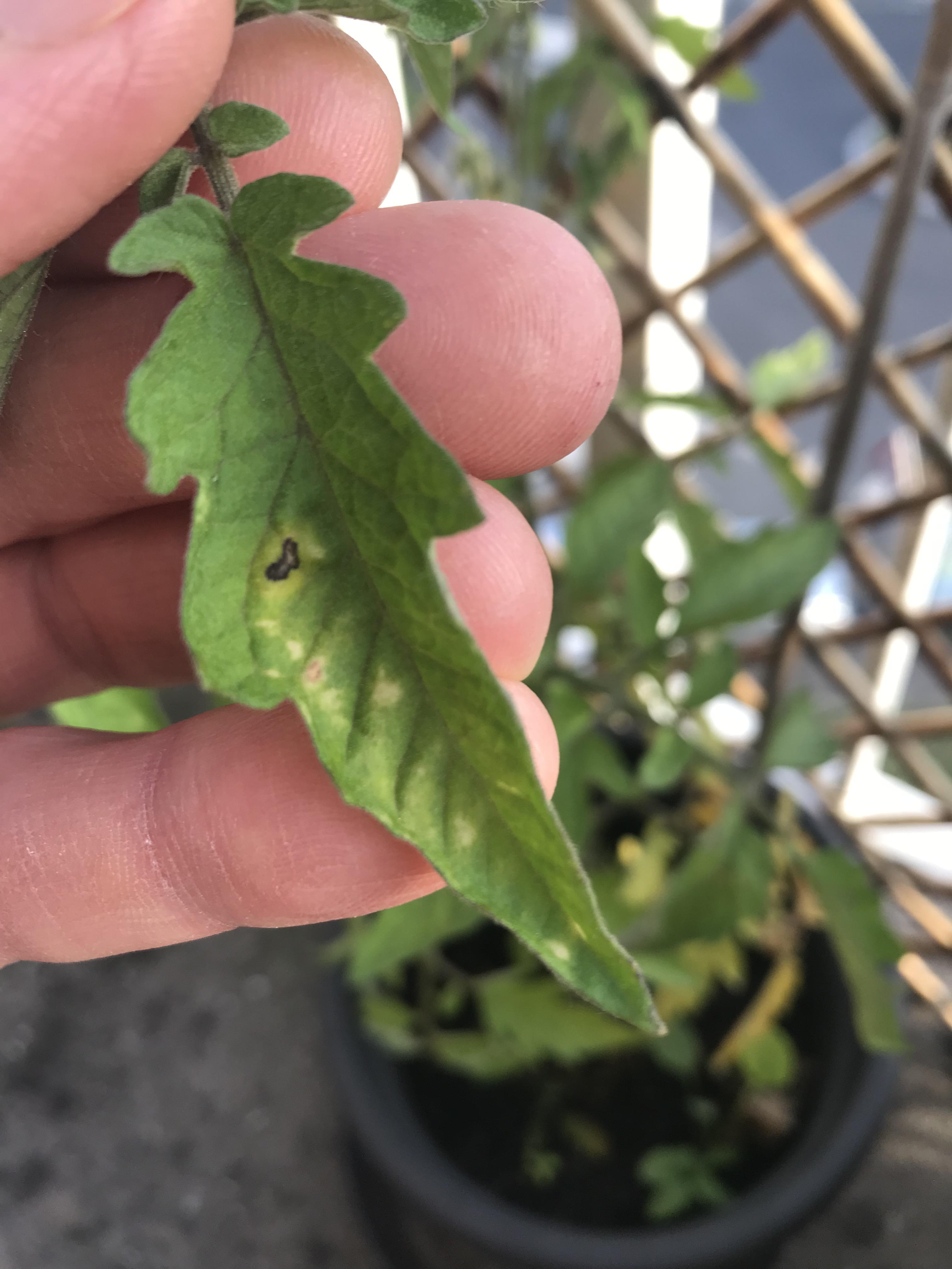 Problem with my tomatoes spotted leaves. Leaves turning yellow at the base. Can you tell me what ...