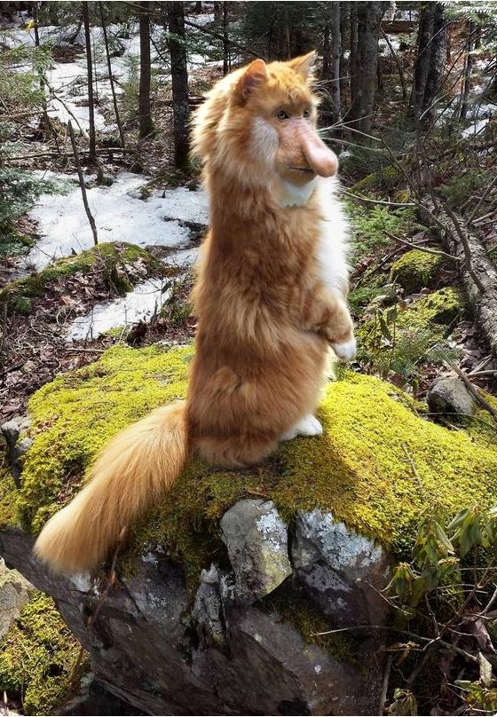 Proboscis catus | Scrolller