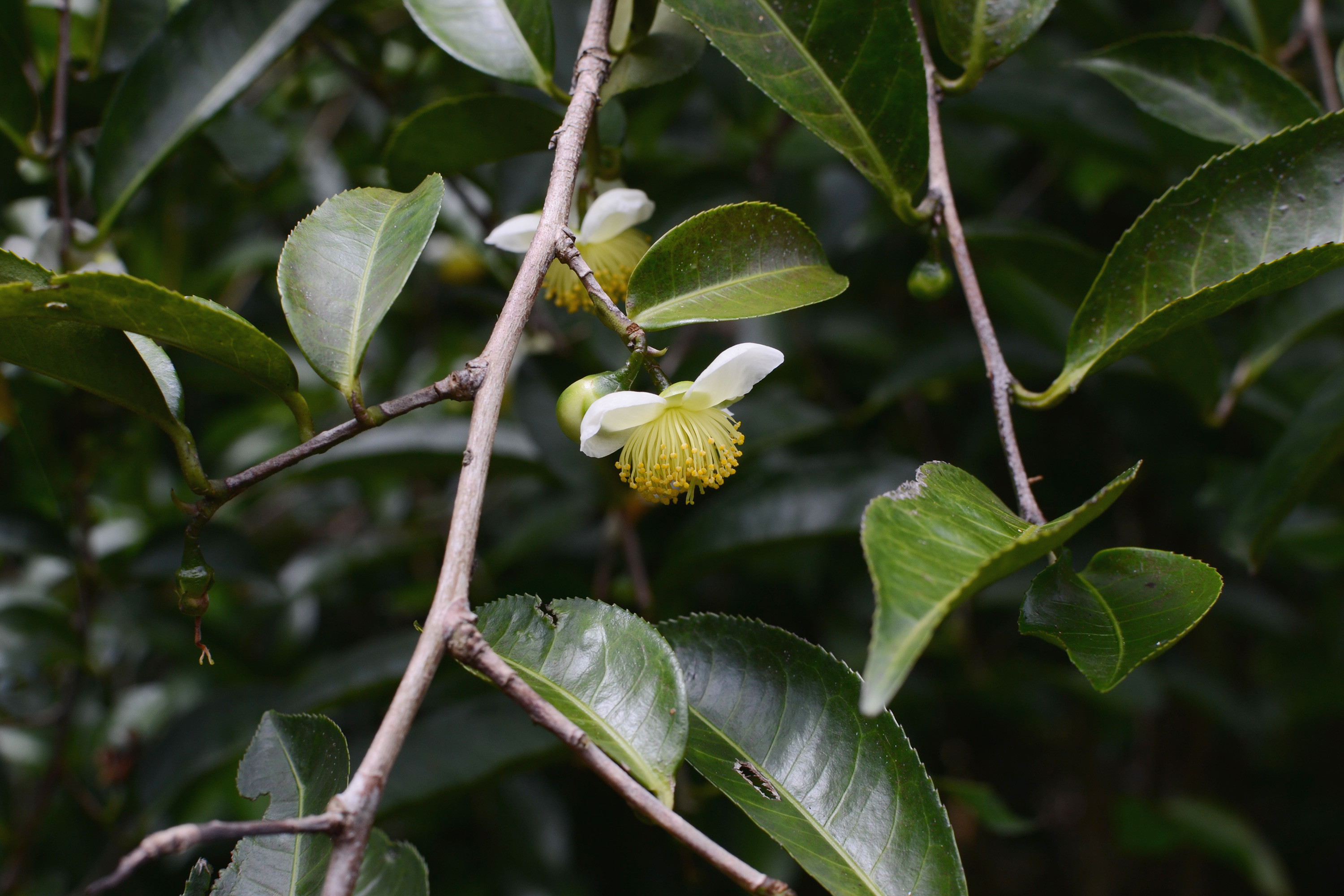 Puer Trees Flowering in Yunnan, Autumn 2015 [OC] [3000 X 2000] | Scrolller