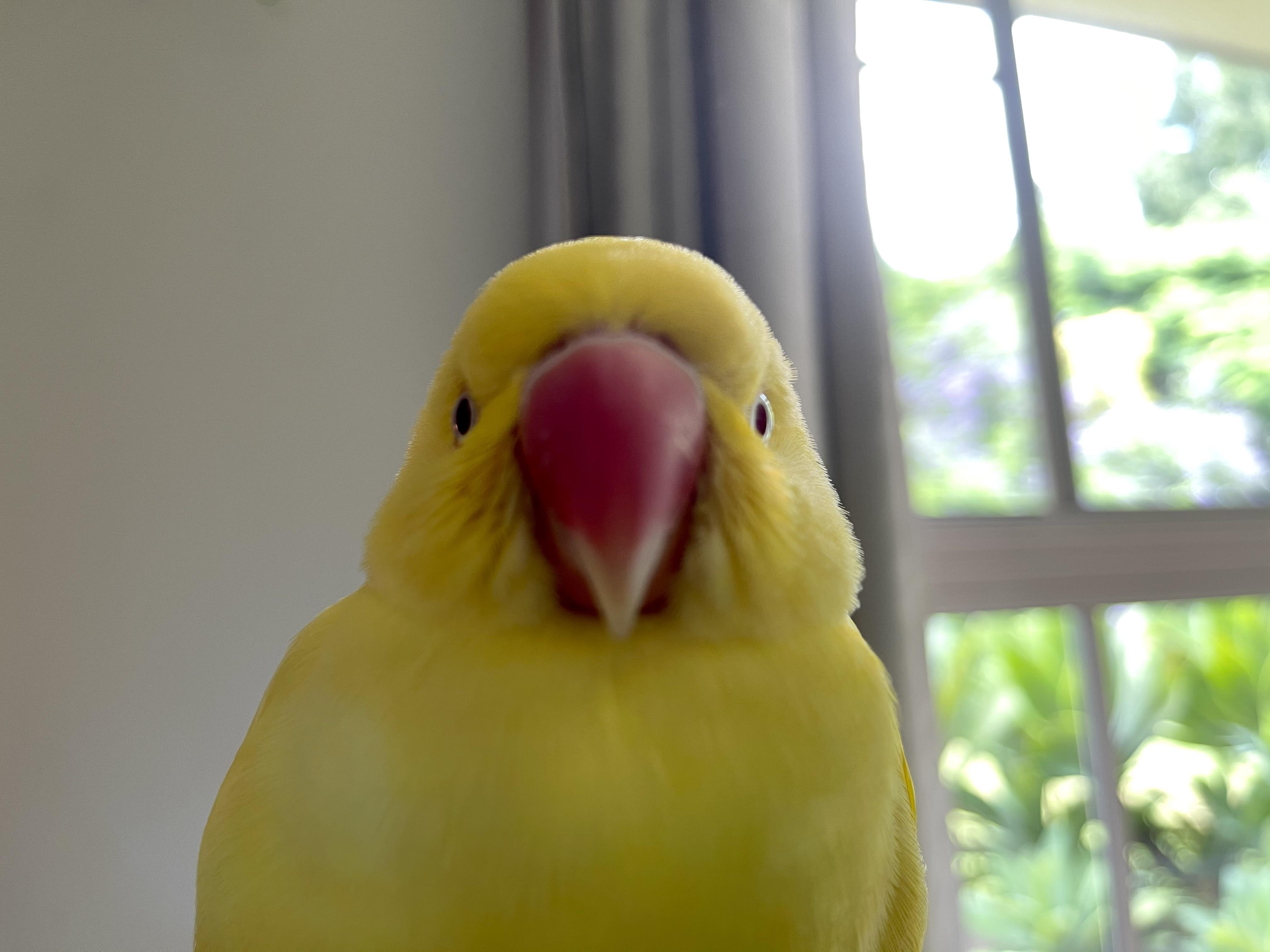 Puff mode activated | Scrolller