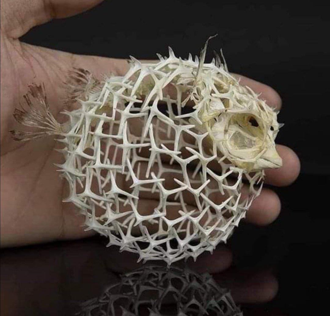 Pufferfish Skeleton | Scrolller