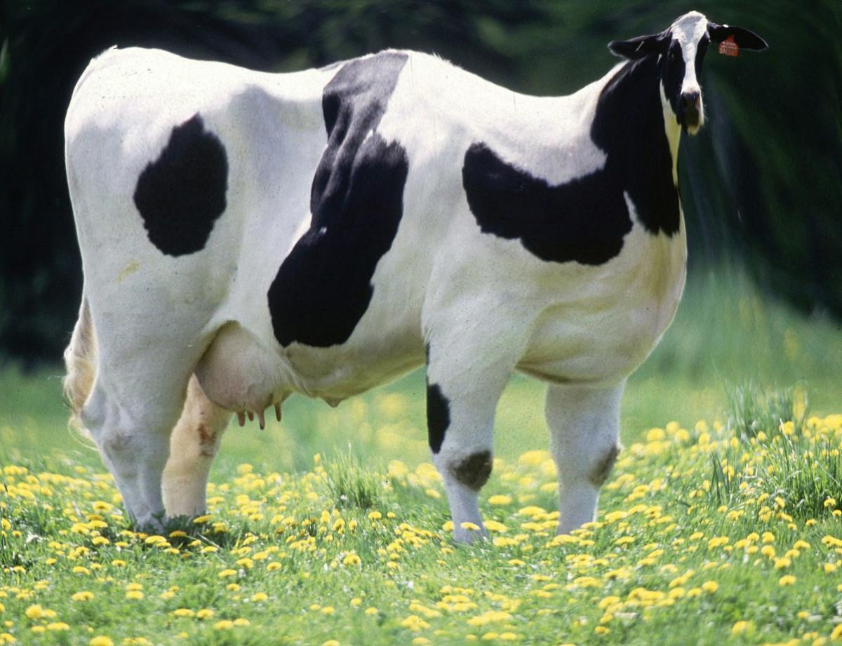 Pumped Cow isn't real it can't hurt you! The creature in my dreams: | Scrolller