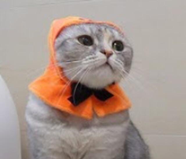 Pumpkin cat | Scrolller