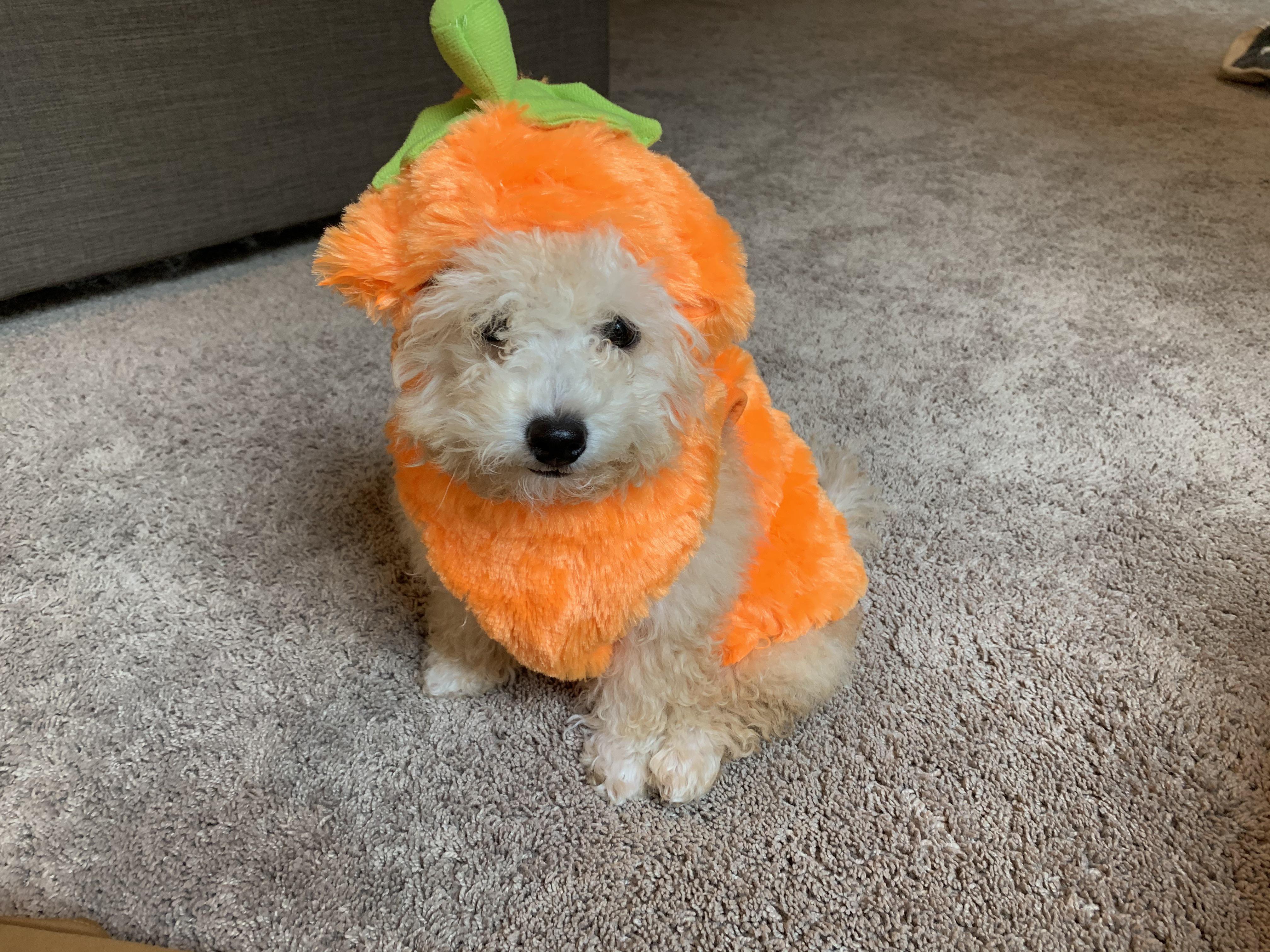 Pumpkinpoo | Scrolller