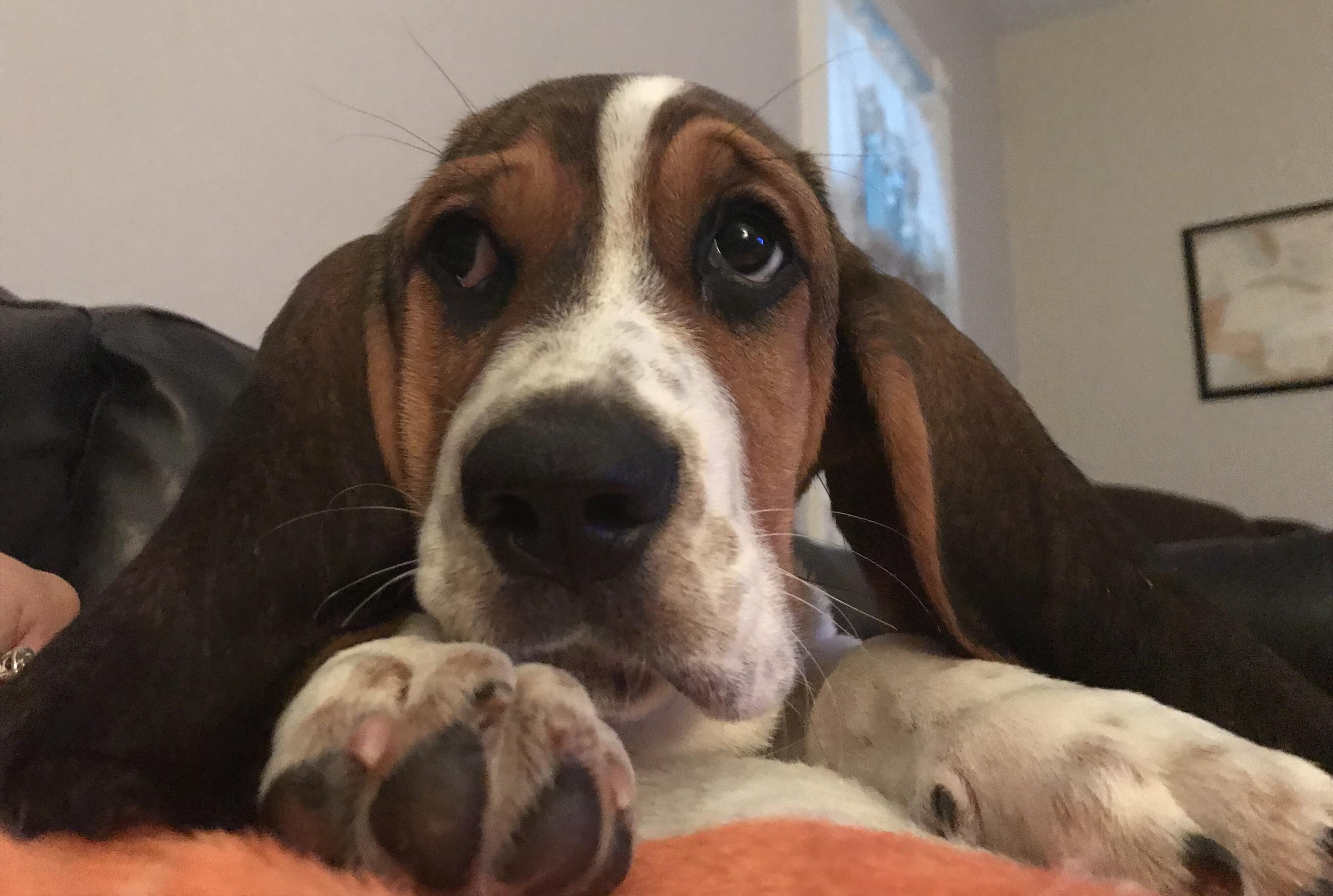 Pup deep in thought | Scrolller