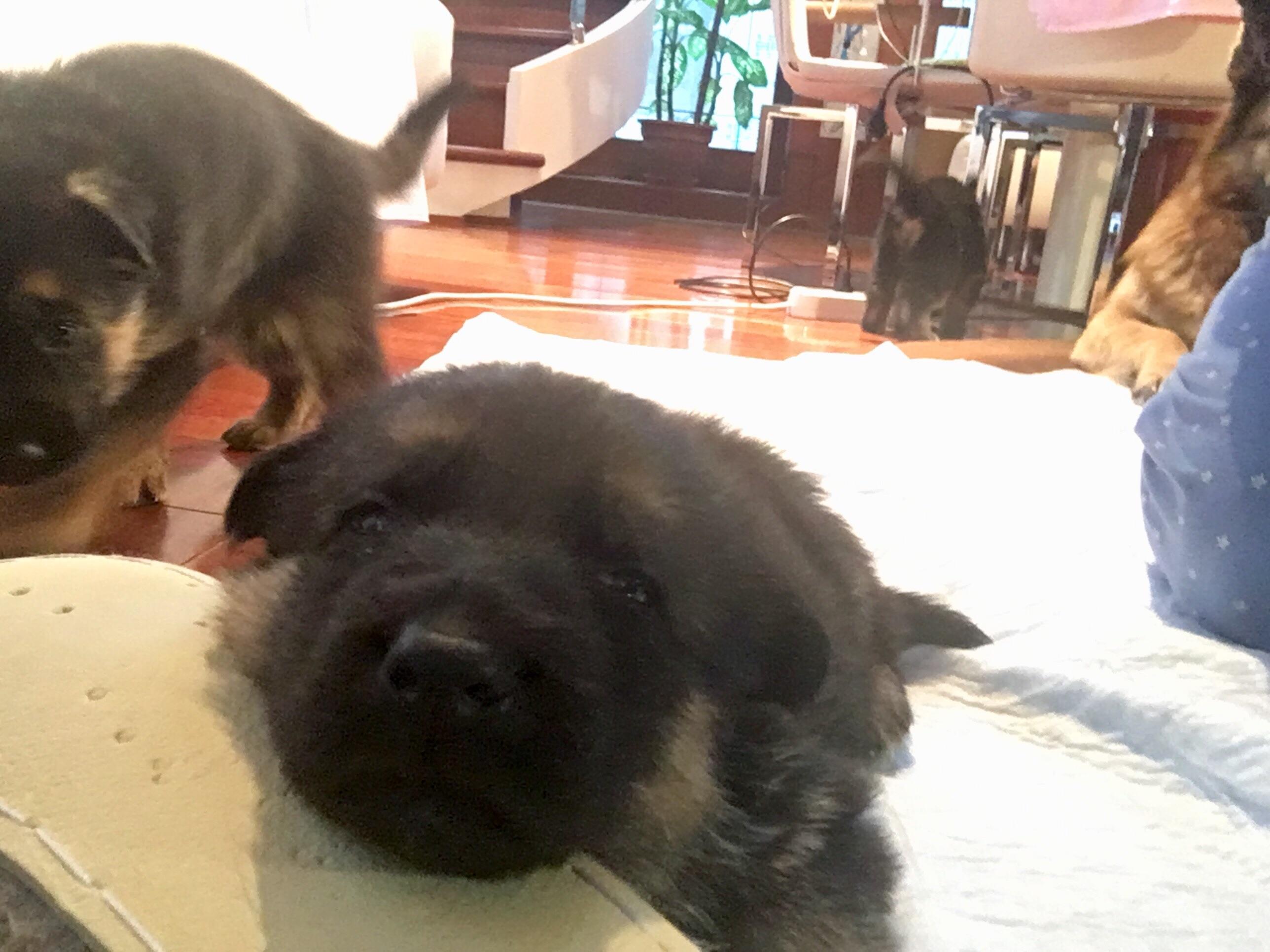 Pupper decided that my slipper was comfortable enough | Scrolller