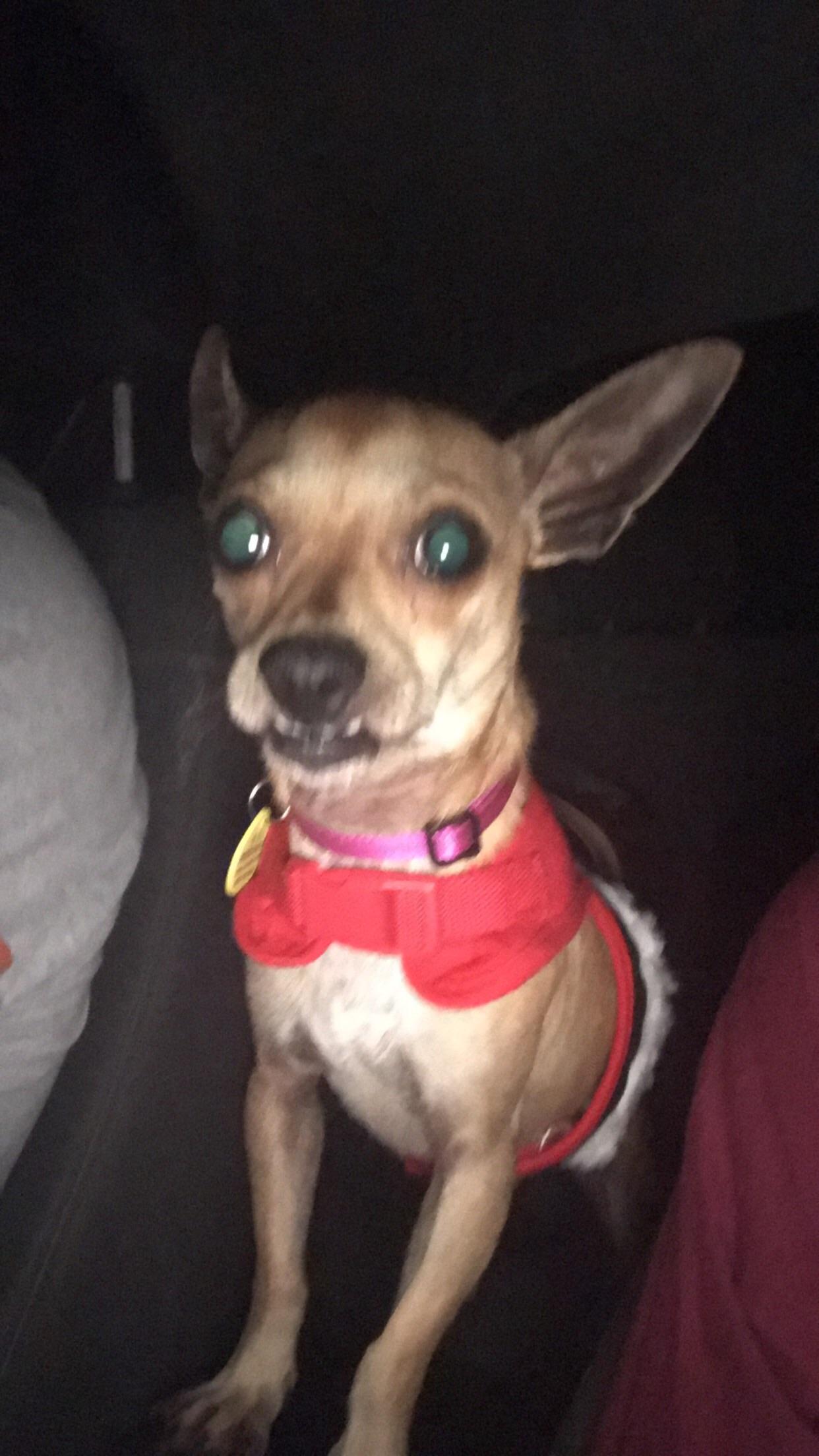 Pupper in the holiday spirit | Scrolller