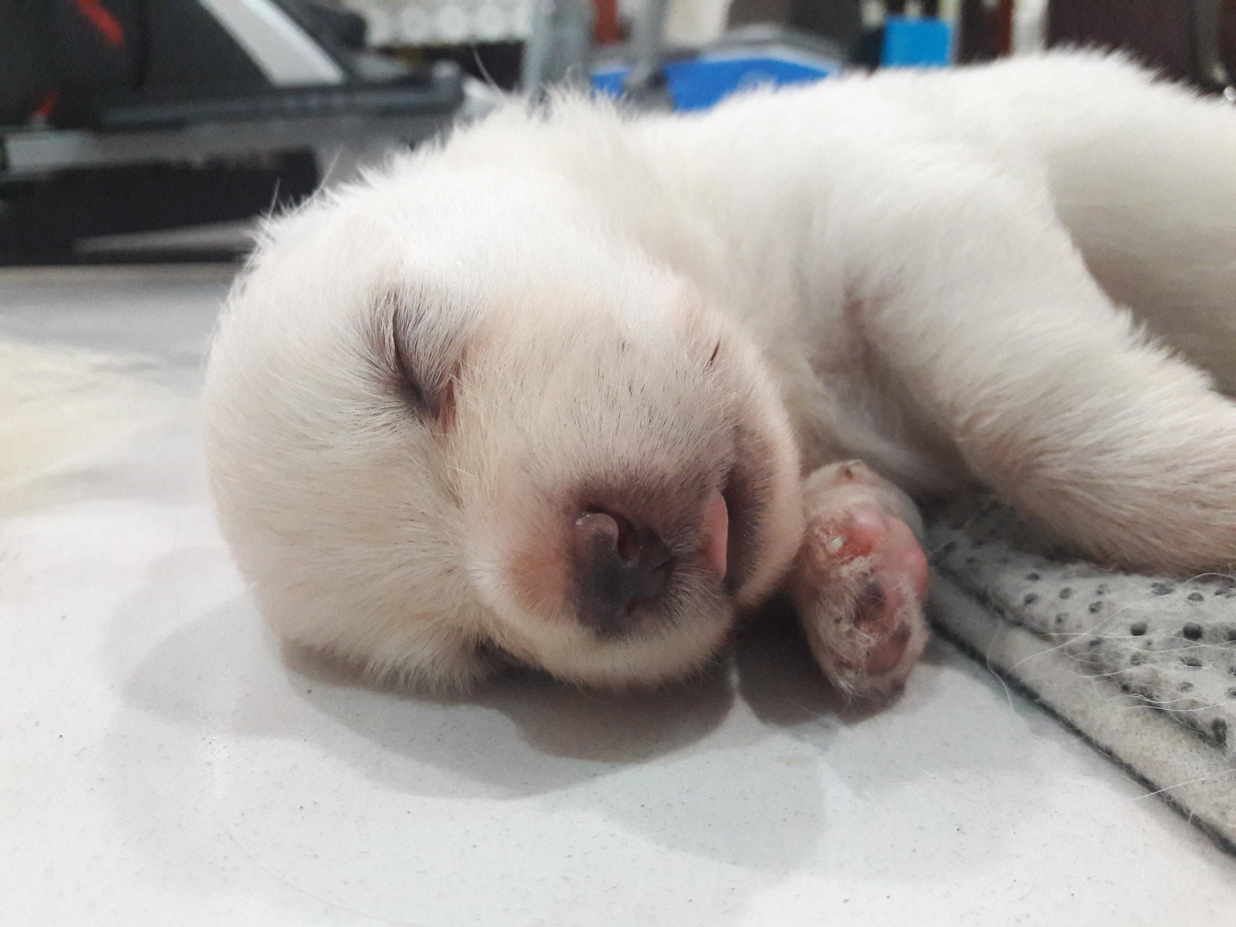 Puppy blop | Scrolller