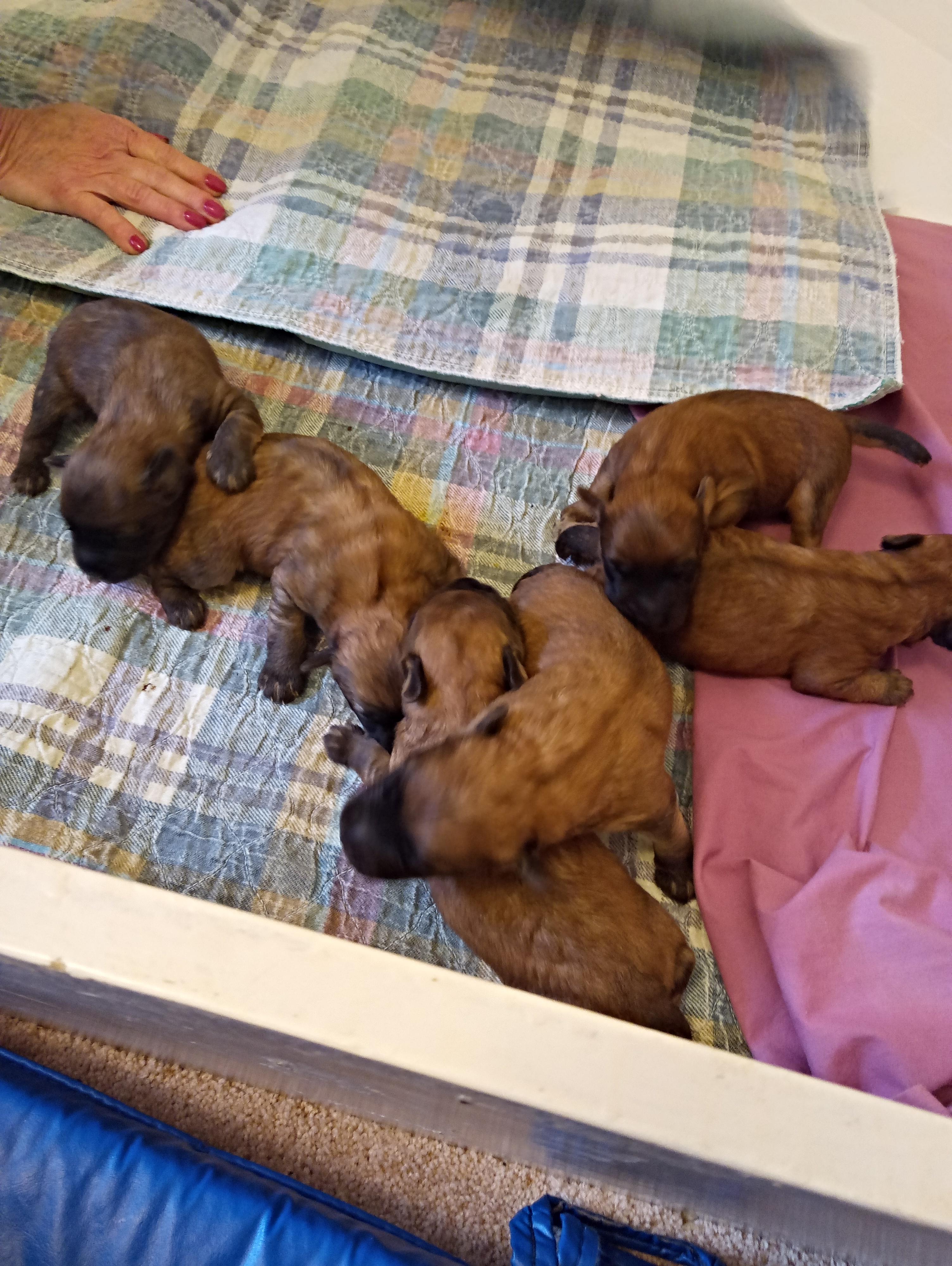 Puppy Cuddle Puddle | Scrolller