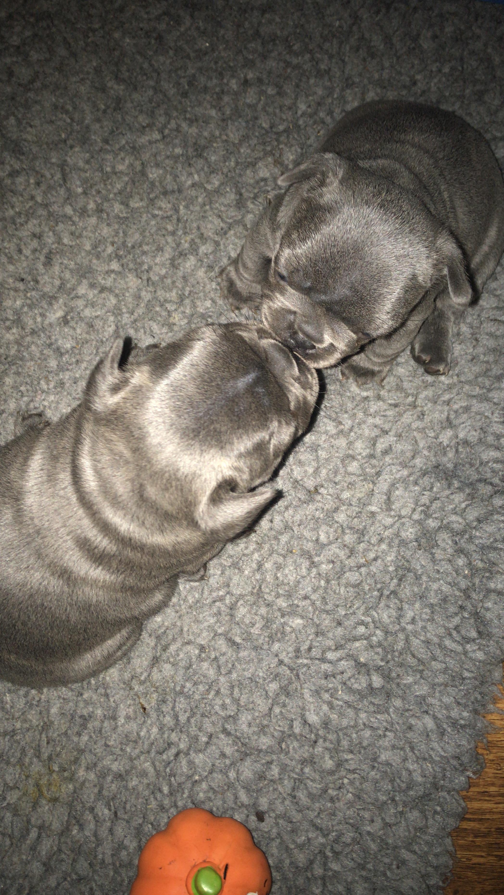 Puppy Kisses | Scrolller