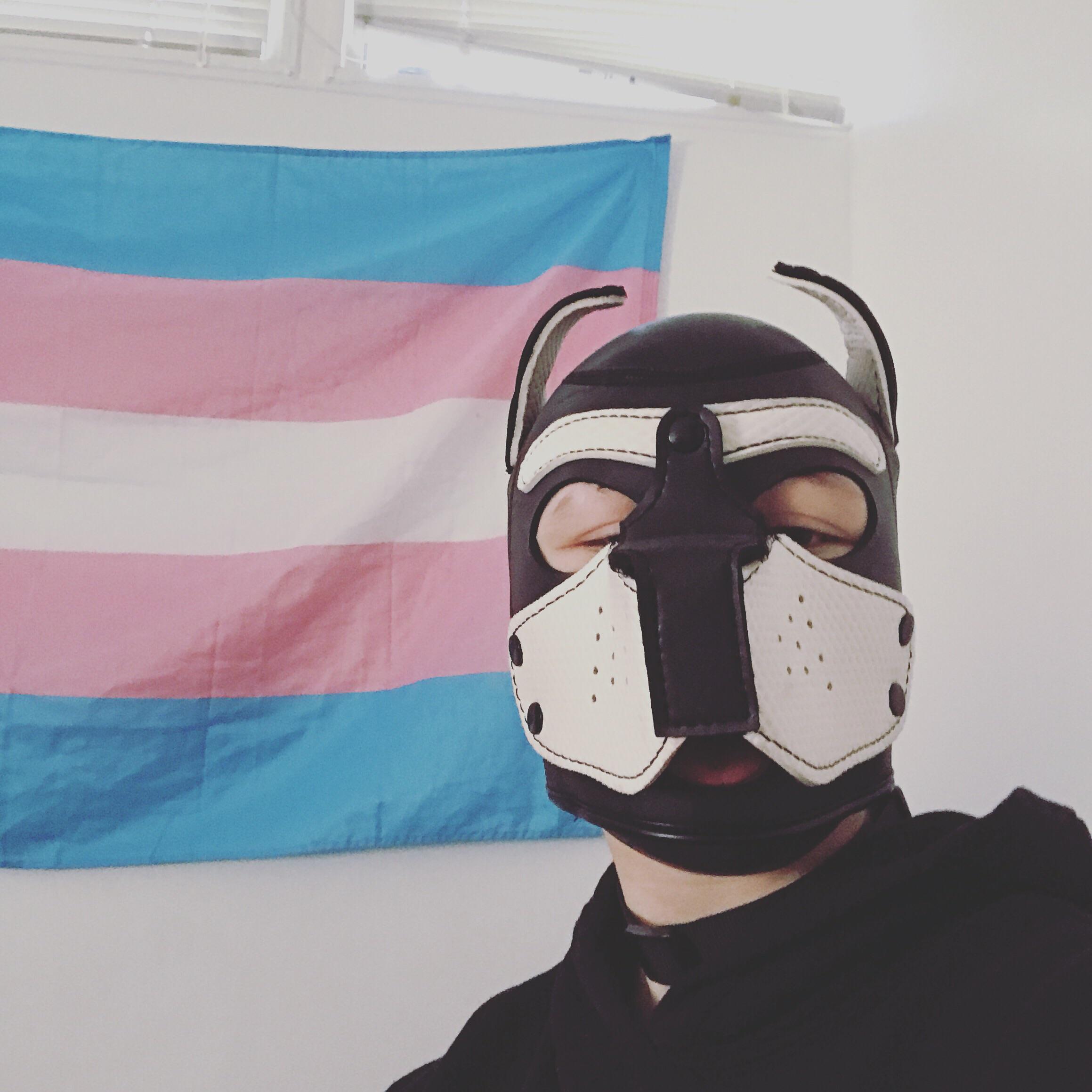 puppy says trans rights!! | Scrolller