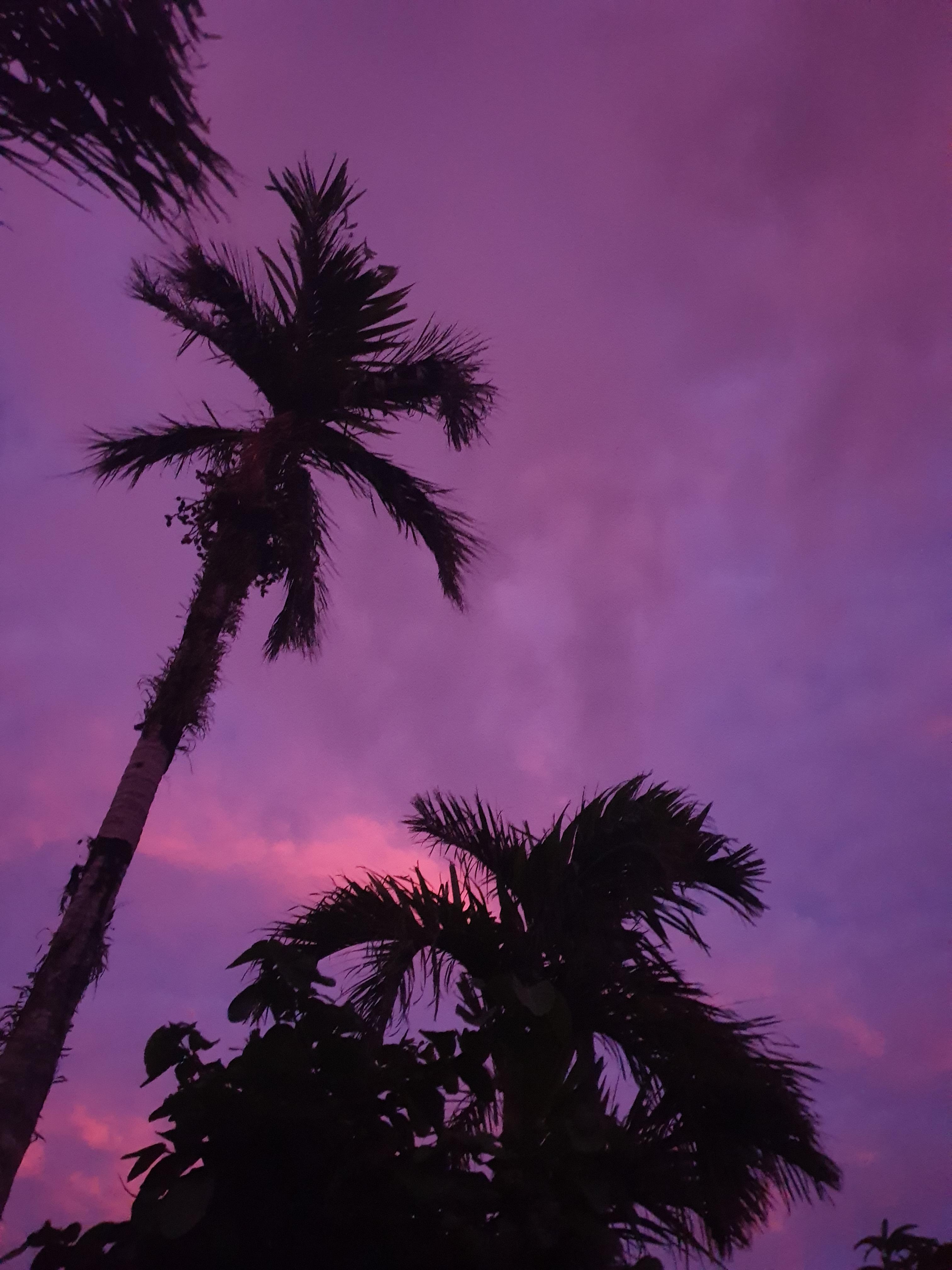 Purple sky | Scrolller