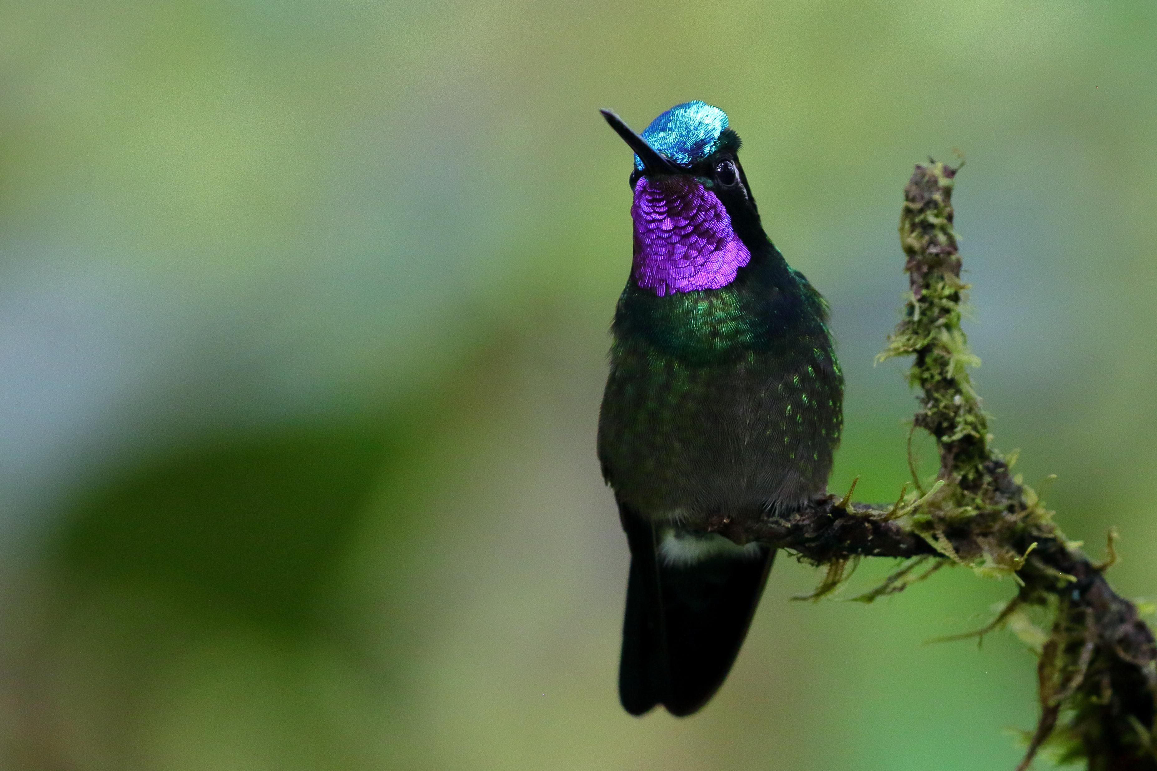 Purple-throated Mountain-Gem [OC] | Scrolller