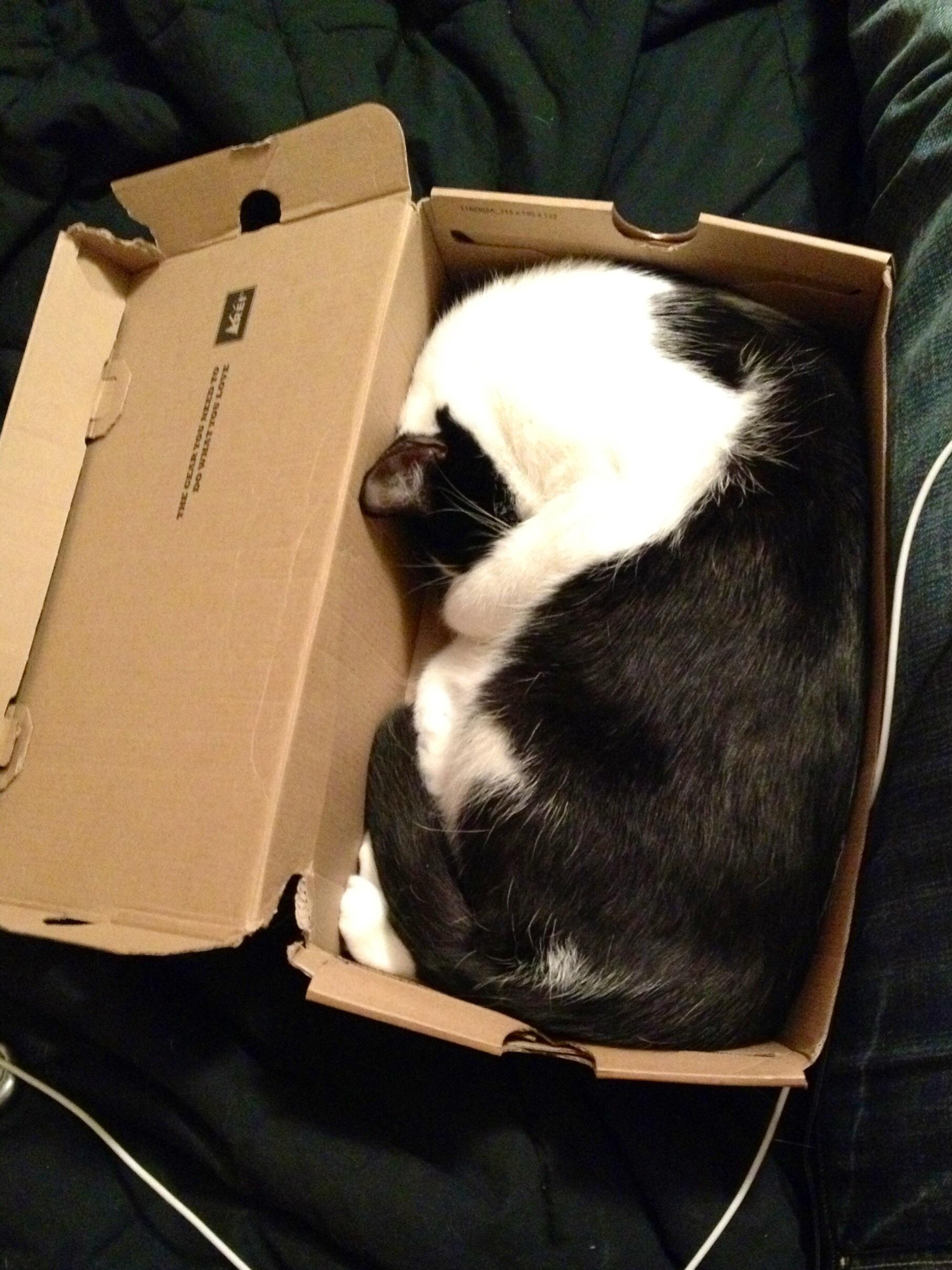 Purrfect box | Scrolller