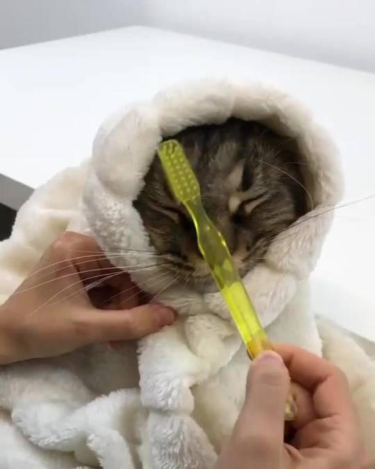 Purrito loves the brushy brushy | Scrolller