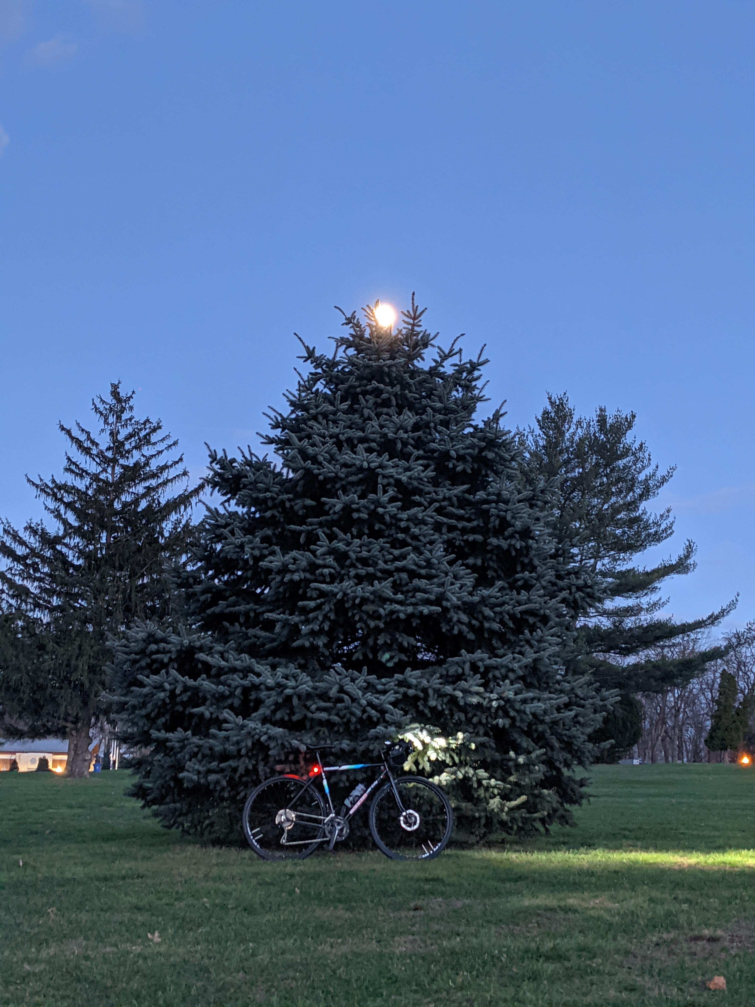 Put lights on a Christmas tree today | Scrolller