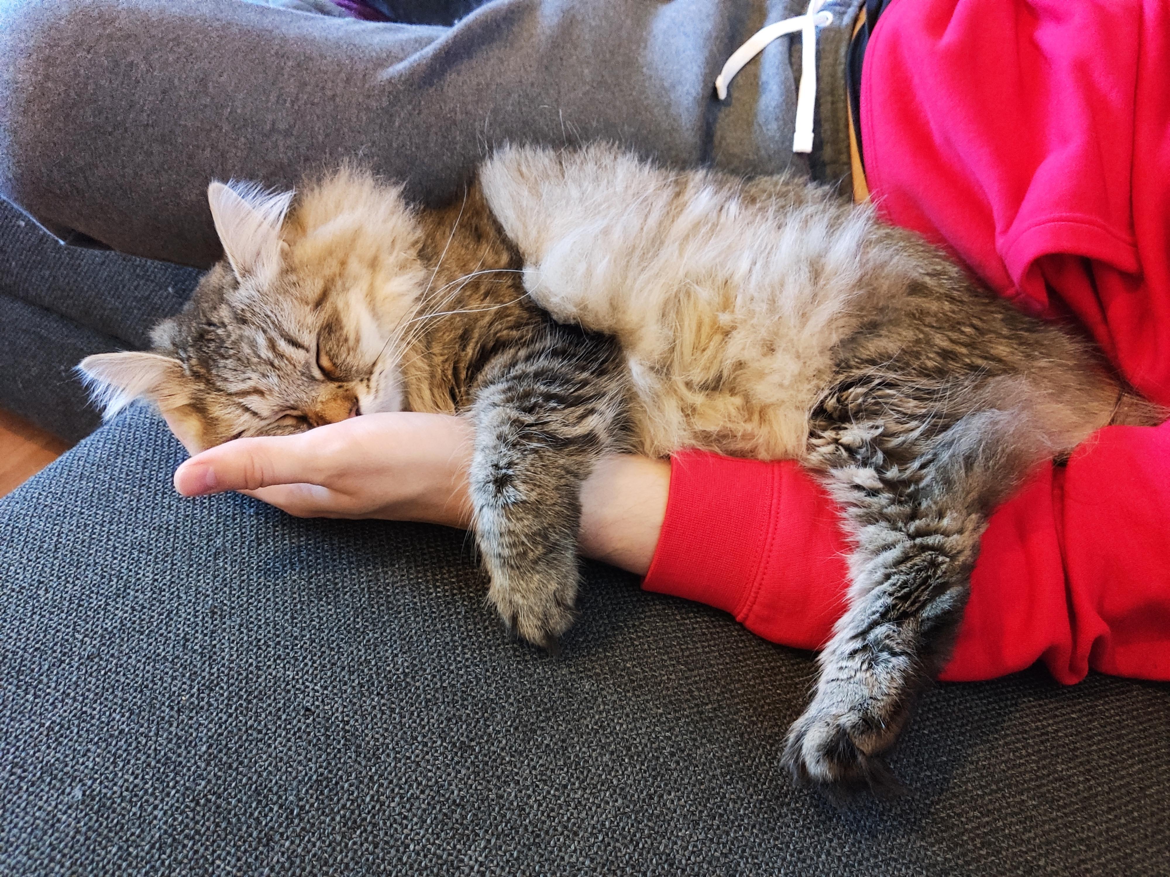 Quality cuddle time with a big fluffball | Scrolller