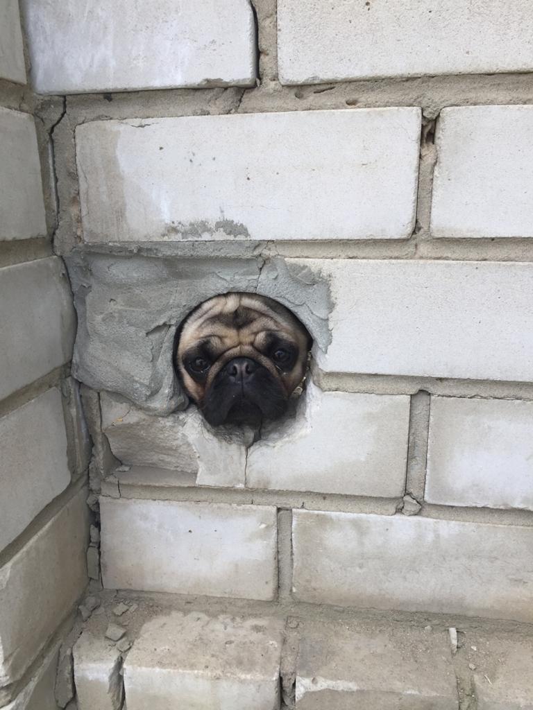 quarantine | Scrolller