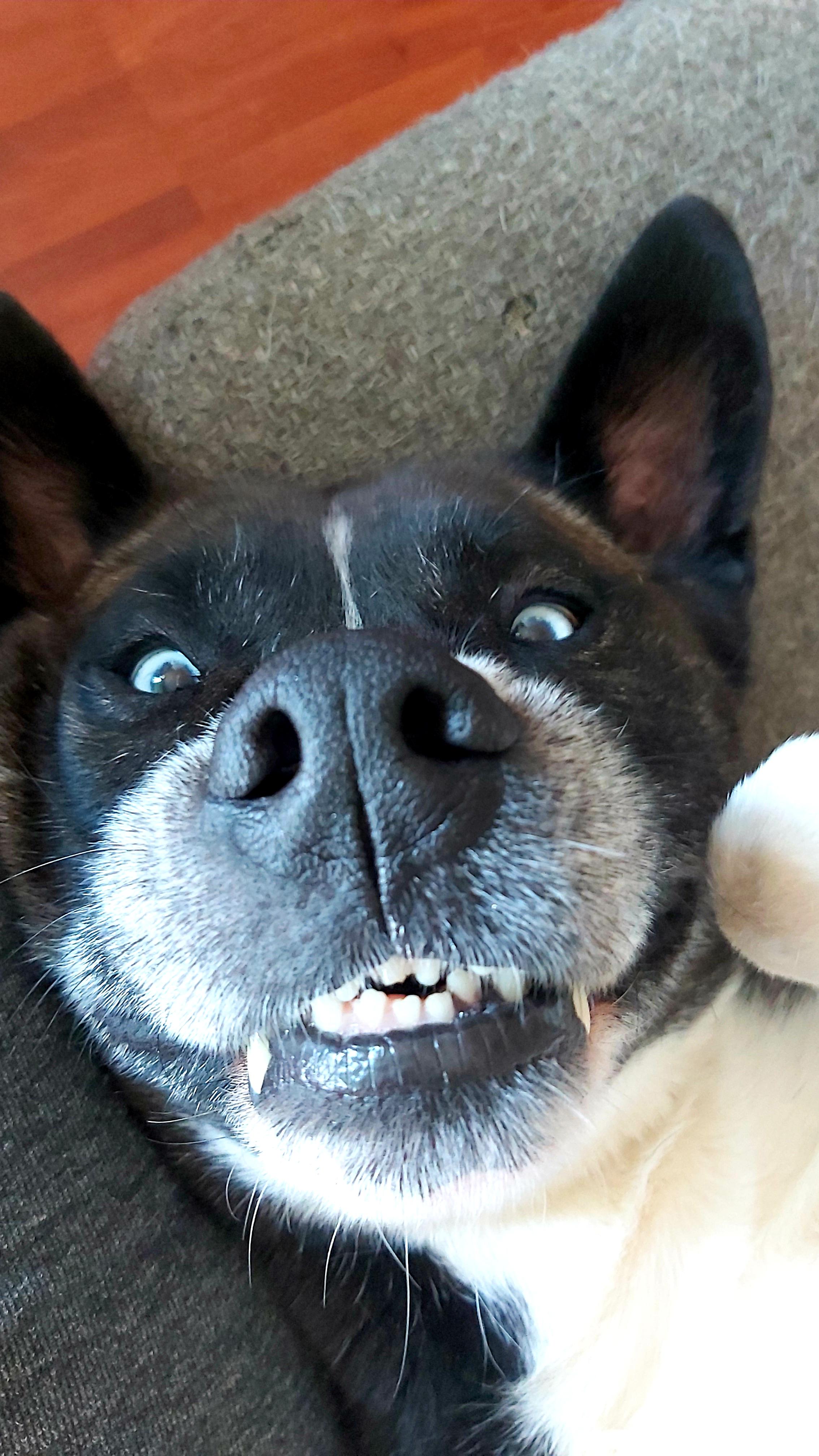 Quarantine Boi | Scrolller