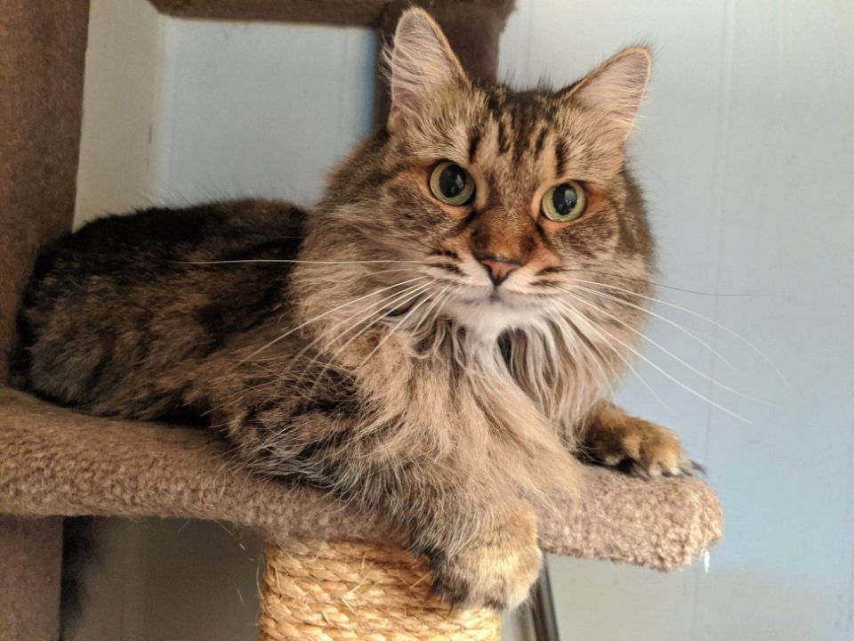 Queen Josie on her throne | Scrolller