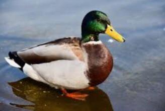 Discover more like Pron: r/DucksOvertaking and Related Content | Scrolller