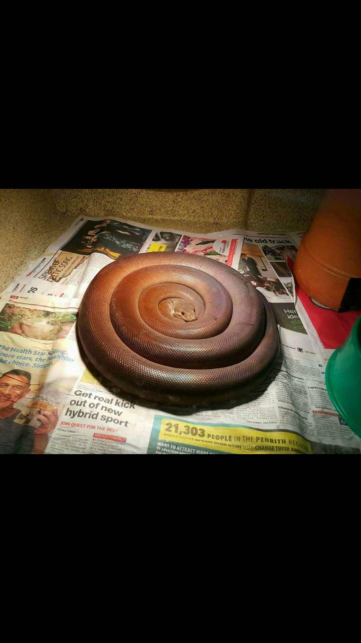 R O U N D E B O Y E doin a h*ckin Curl | Scrolller