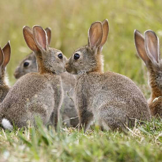 Rabbits ! | Scrolller