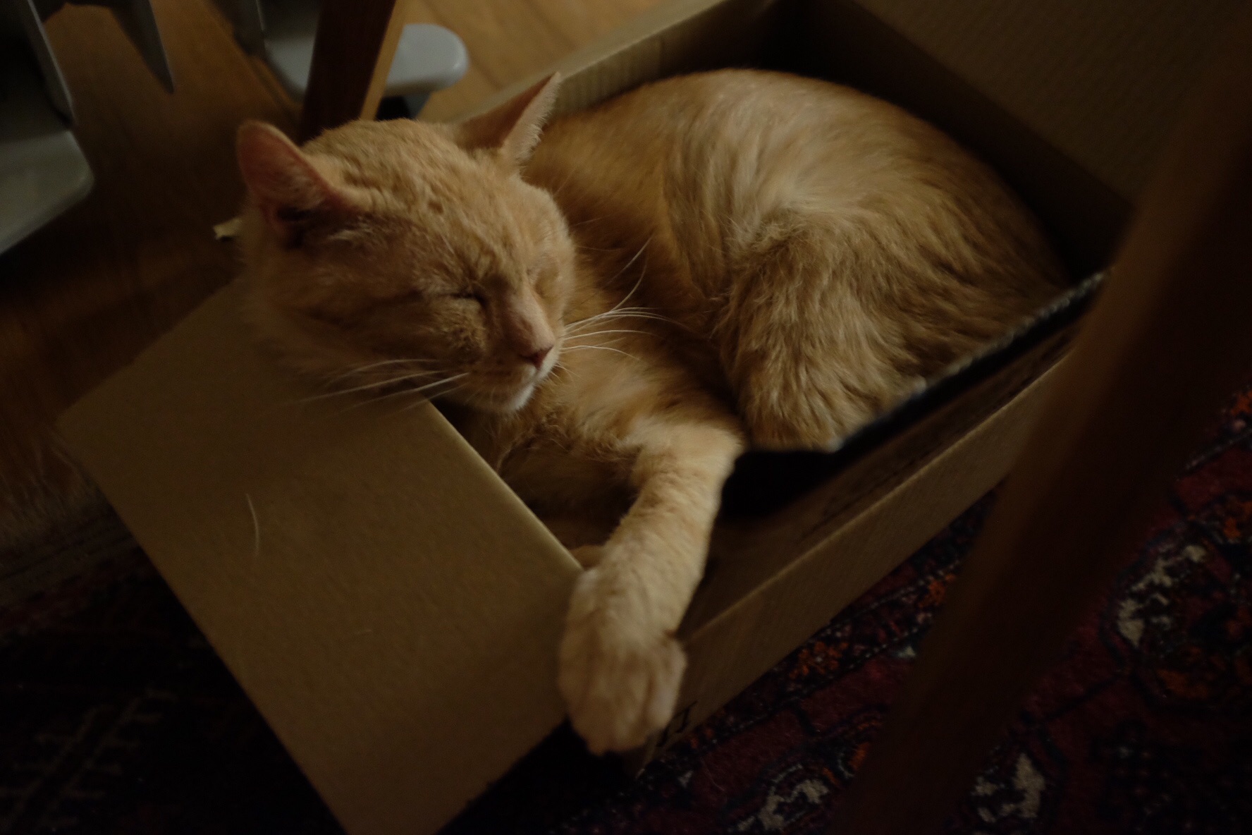 Radiator-heated box heaven | Scrolller