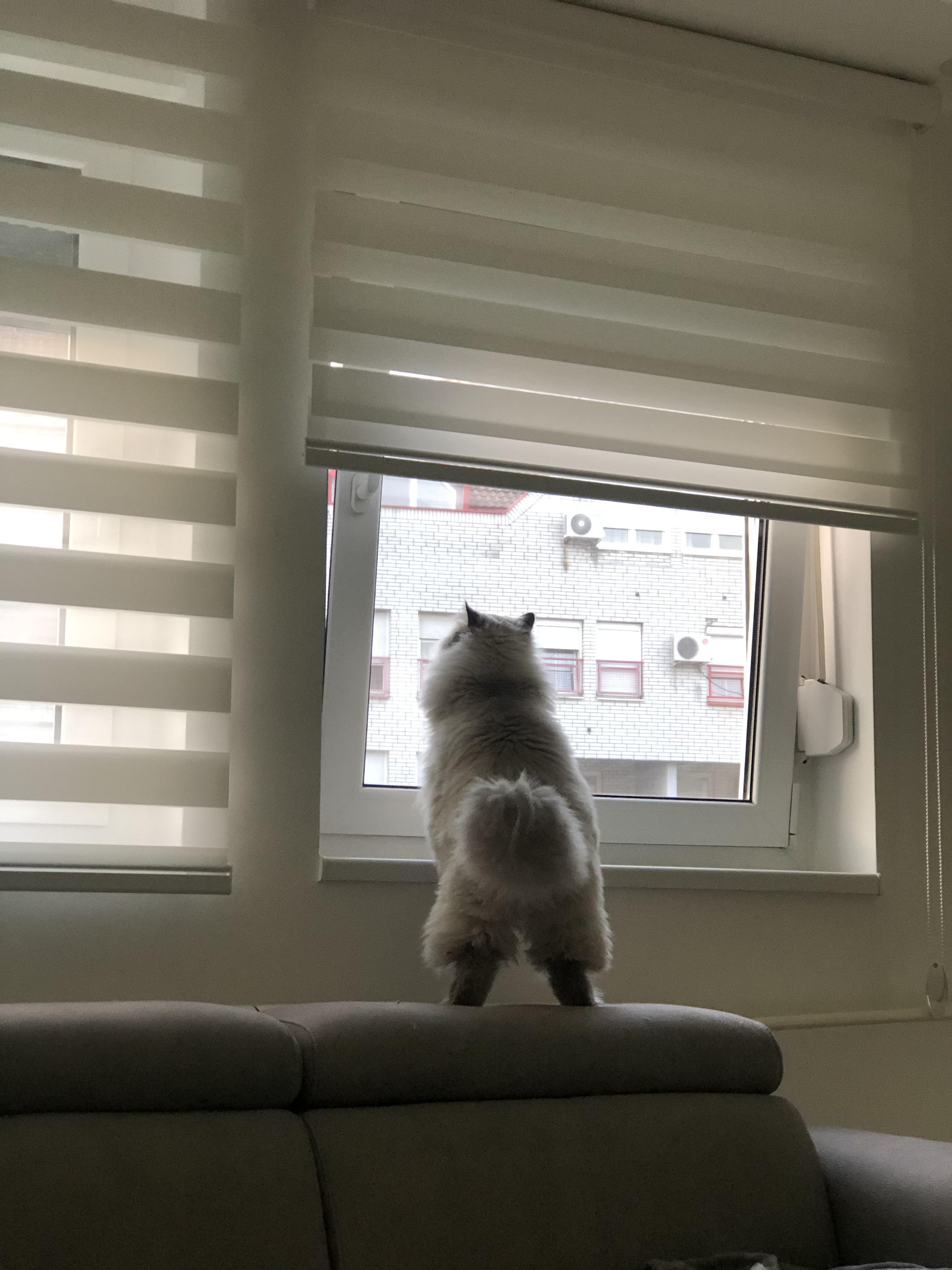 Ragdoll pantaloons | Scrolller