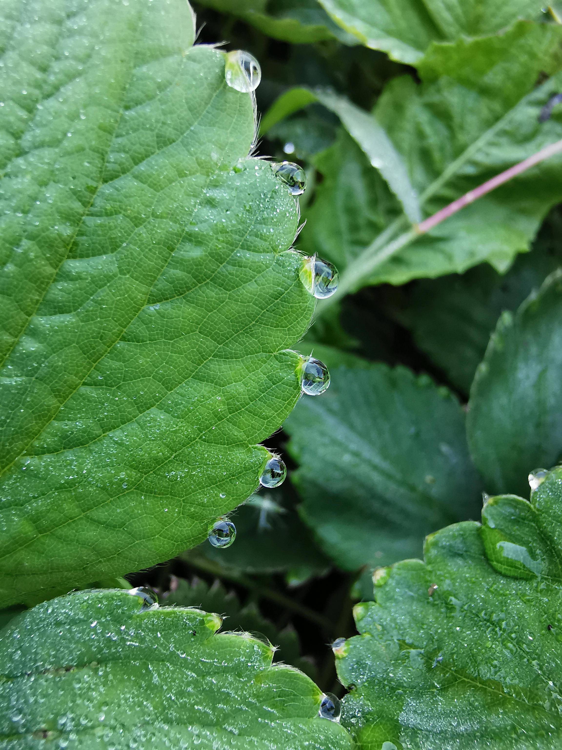 Rain on a leaf | Scrolller