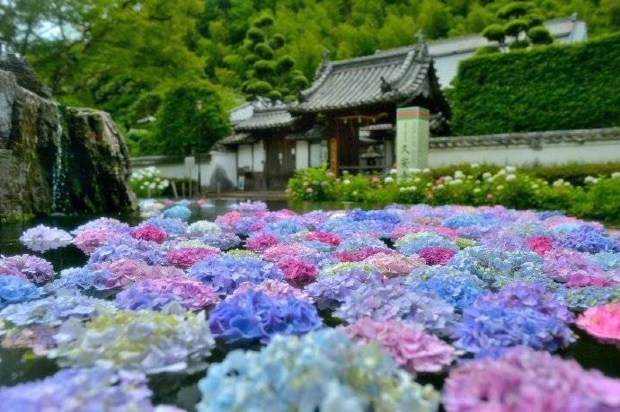 Rainbow colored hydrangea | Scrolller
