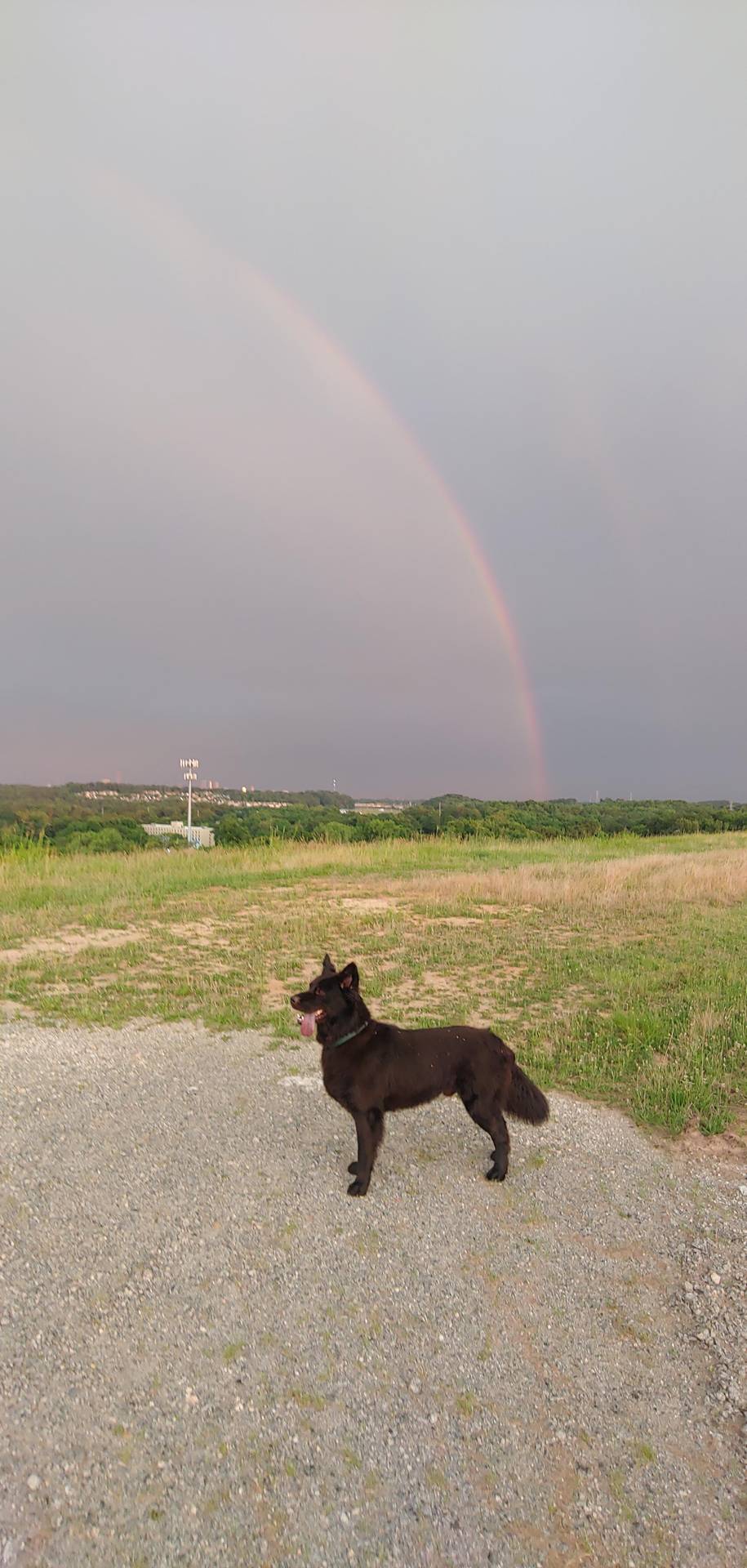 Rainbow doggo | Scrolller